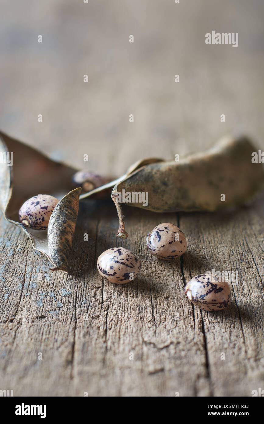 save seeds from dried bean or pea pods, using dry vegetable to harvest ...