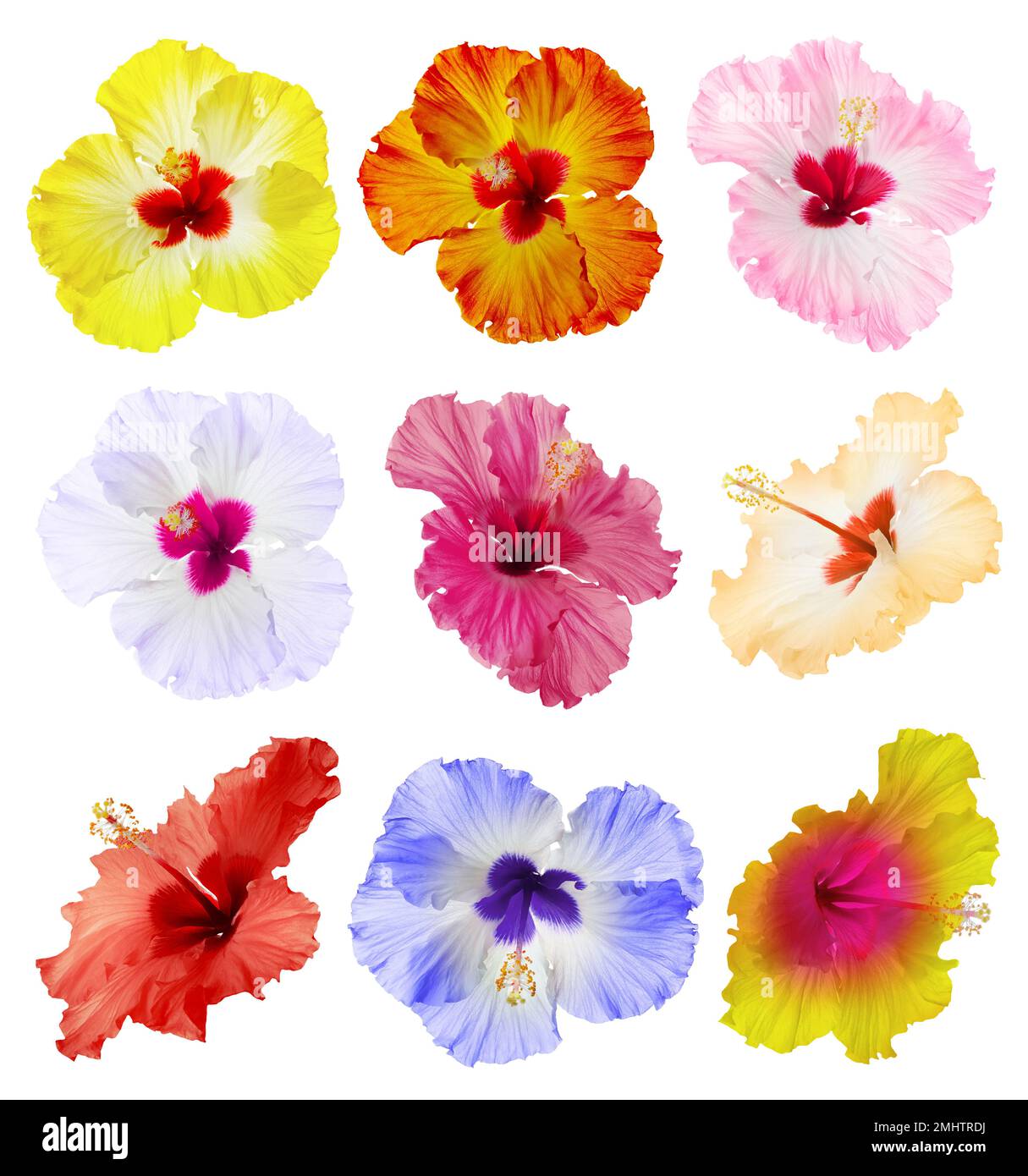 Set of beautiful tropical hibiscus flowers isolated on white Stock ...