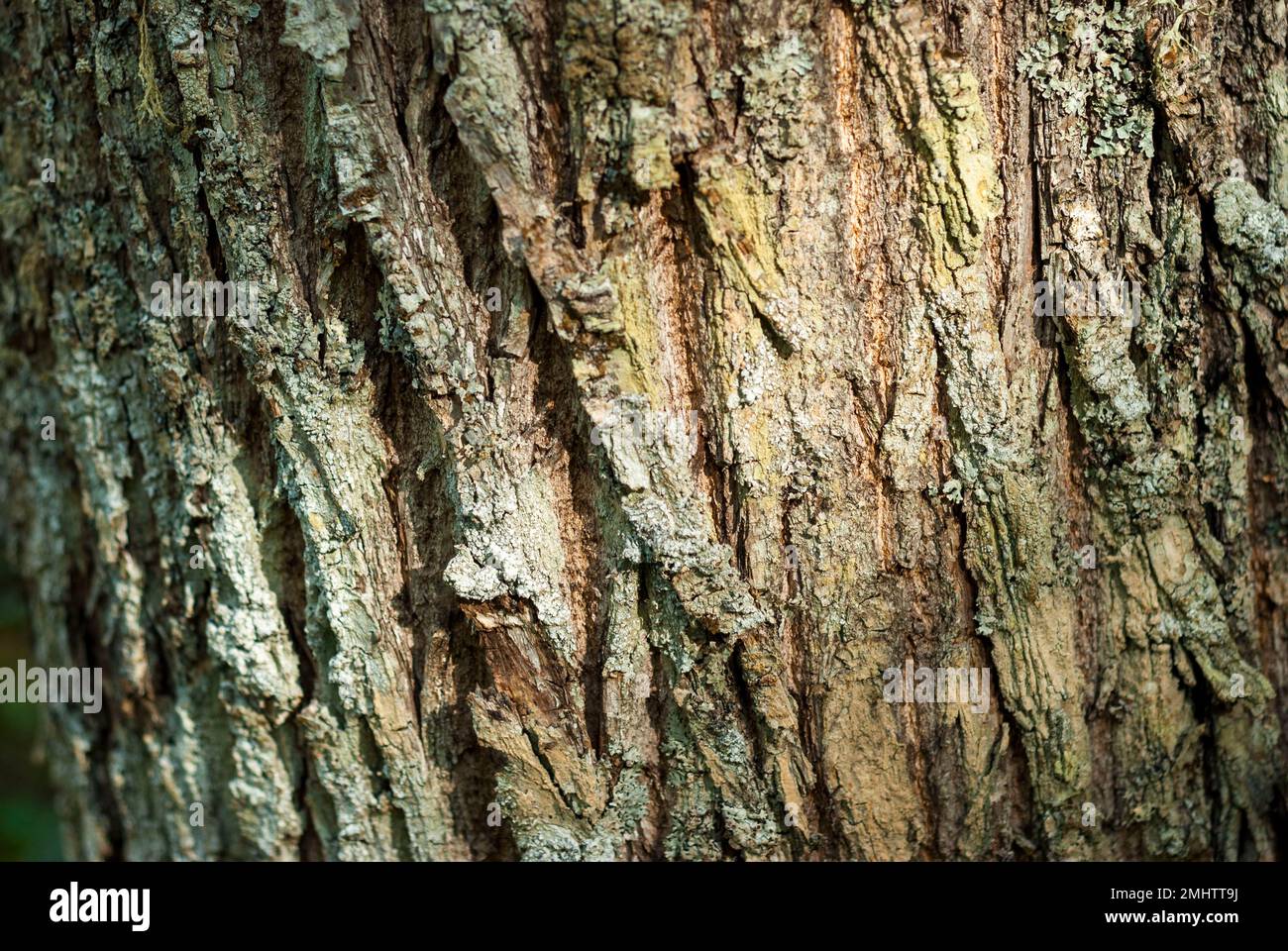 Trunk horizontal hi-res stock photography and images - Alamy