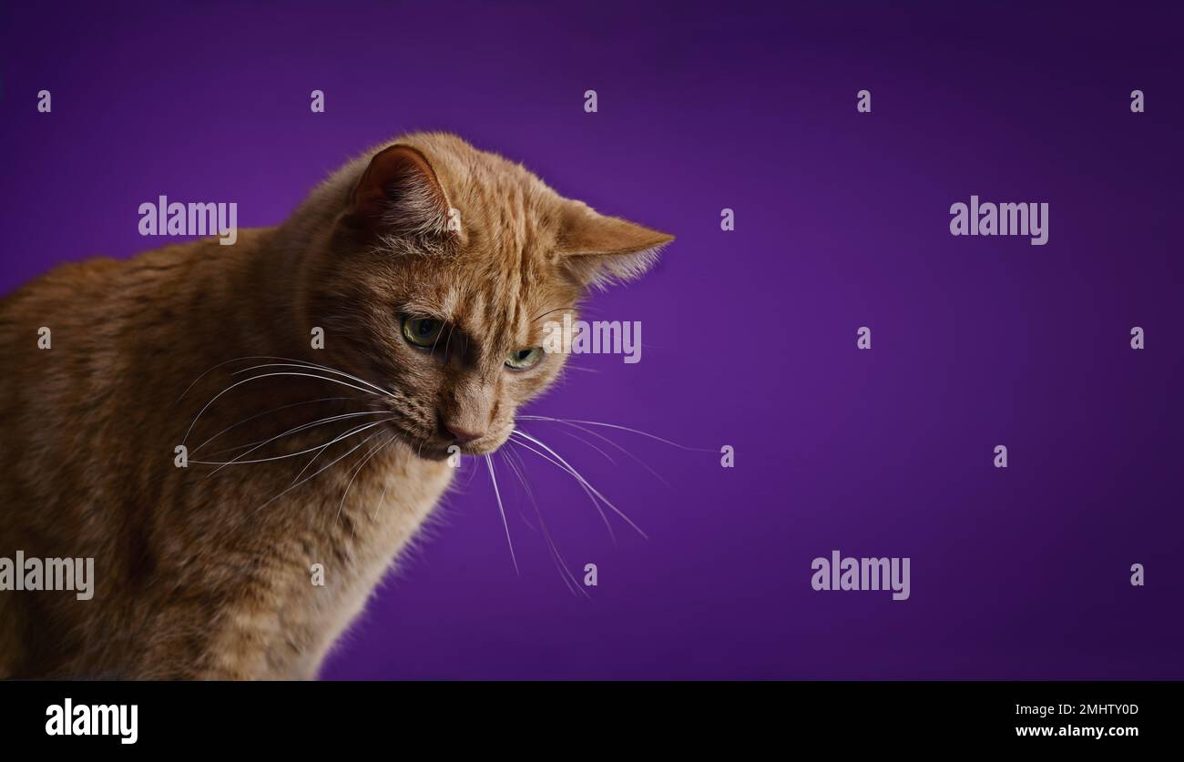 Ginger cat looking curious away over dark background. Panoramic image ...