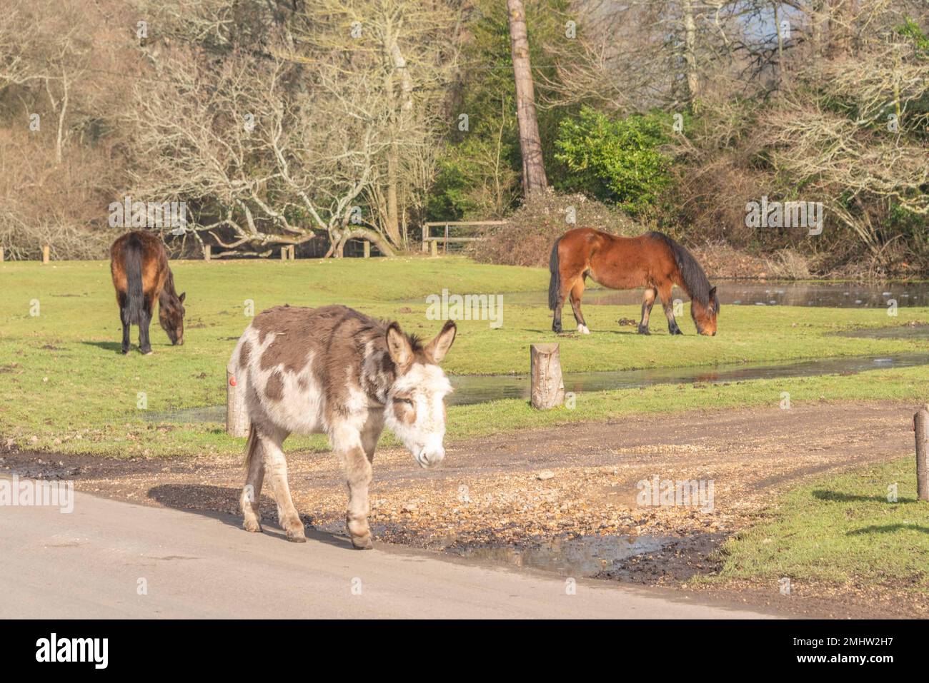 New Forest donkeys Jan 2023 Stock Photo - Alamy
