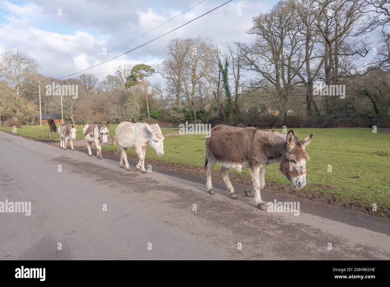 Donkey scratching hi-res stock photography and images - Alamy