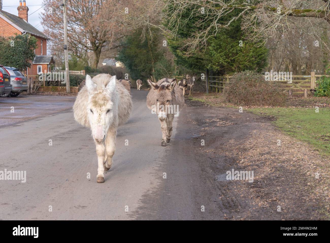 New Forest donkeys Jan 2023 Stock Photo - Alamy