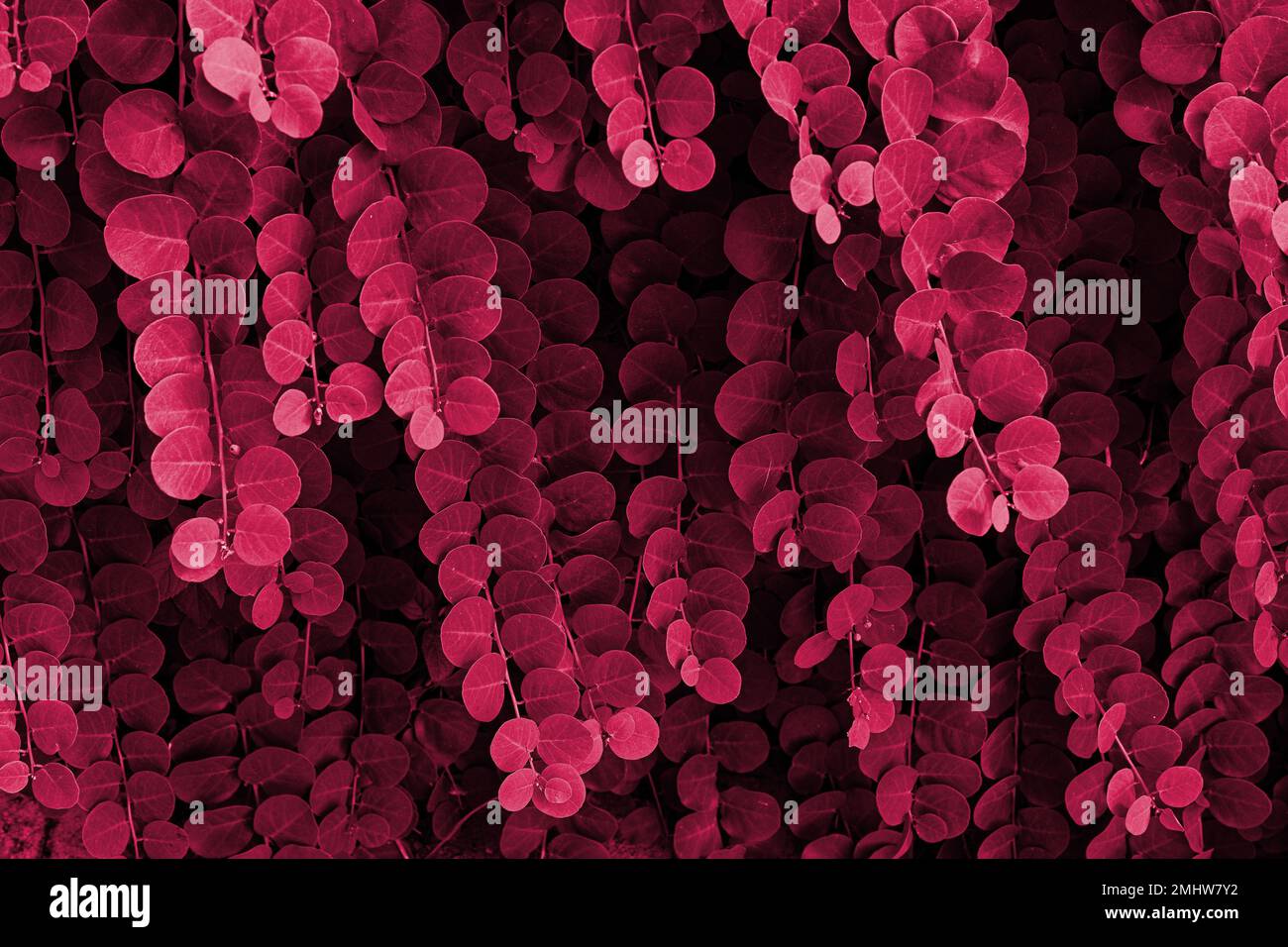 Stems from caper bush, nicely hung on the wall. Natural floral ...