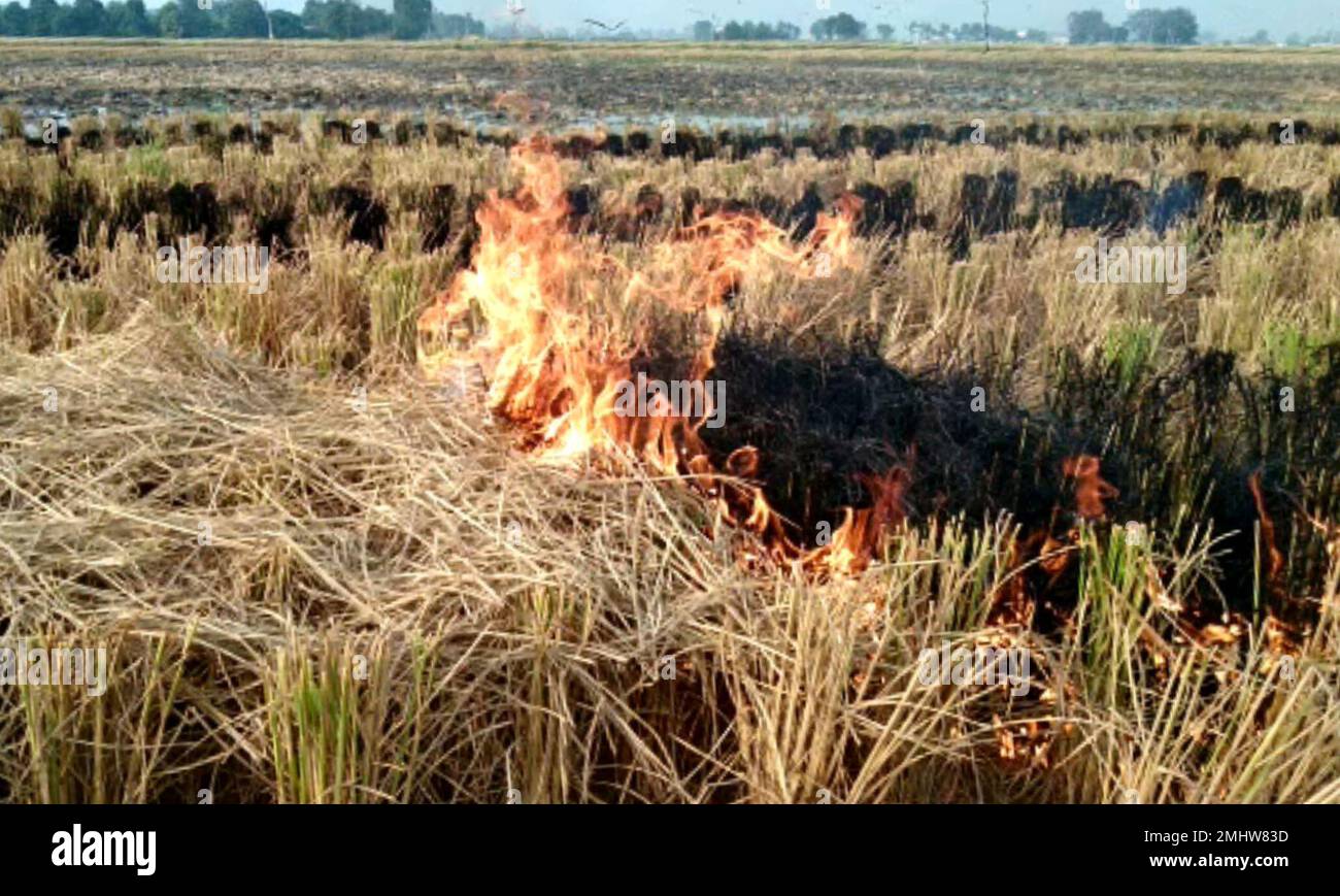 This Oct. 14, 2019 frame from video shows shows paddy stubble burning ...