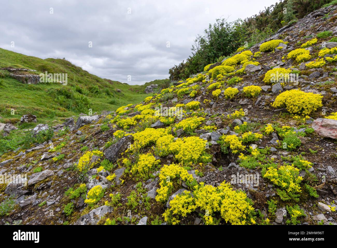 Biting Stonecrop (Sedum acre) in flower at Ubley Warren nature reserve ...