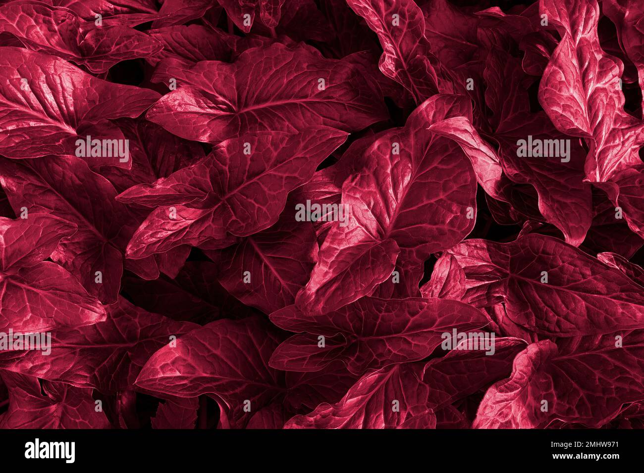 Pattern of triangular plant leaves. Natural floral background. Toned in ...