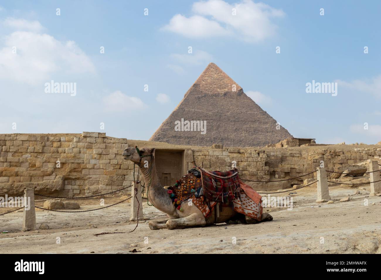 Camel with colorful apparel sitting in front of the great pyramid of ...