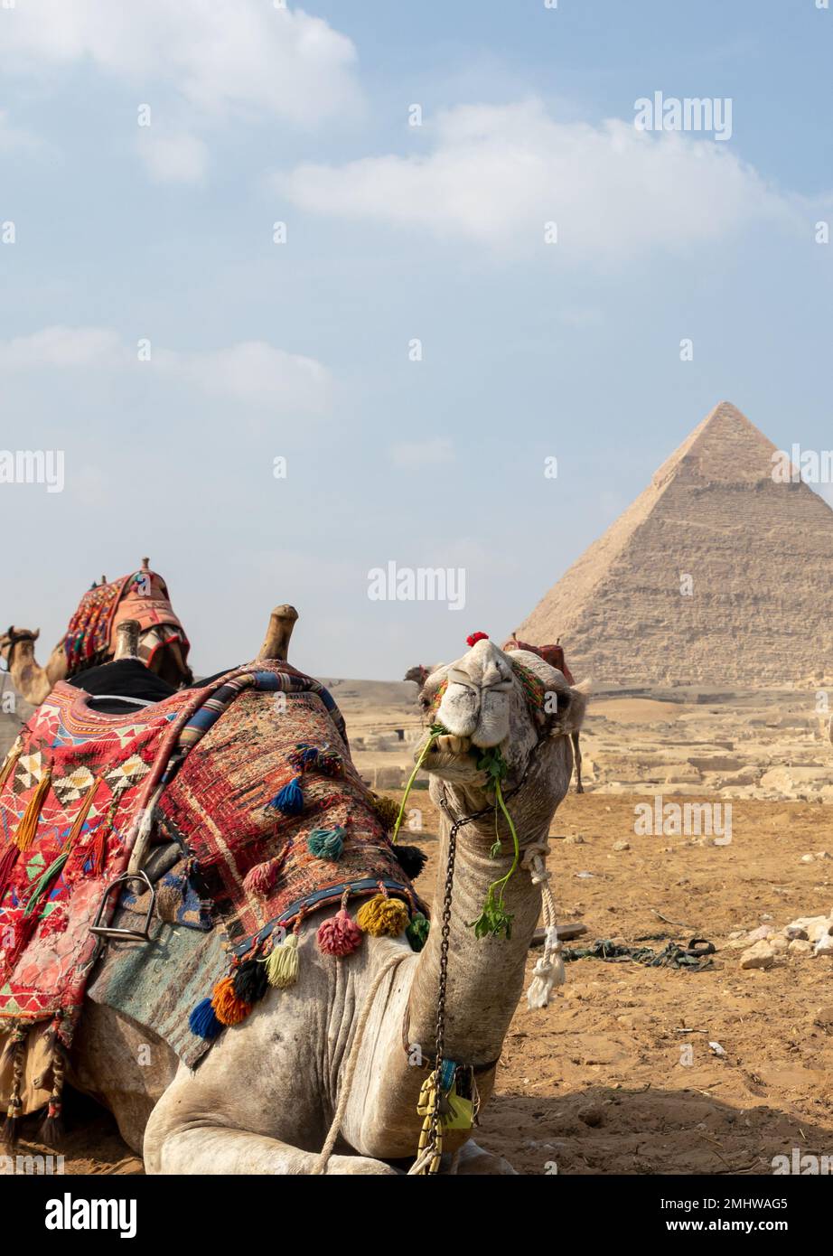 Vertical front view of camel with colorful apparel sitting in front of ...