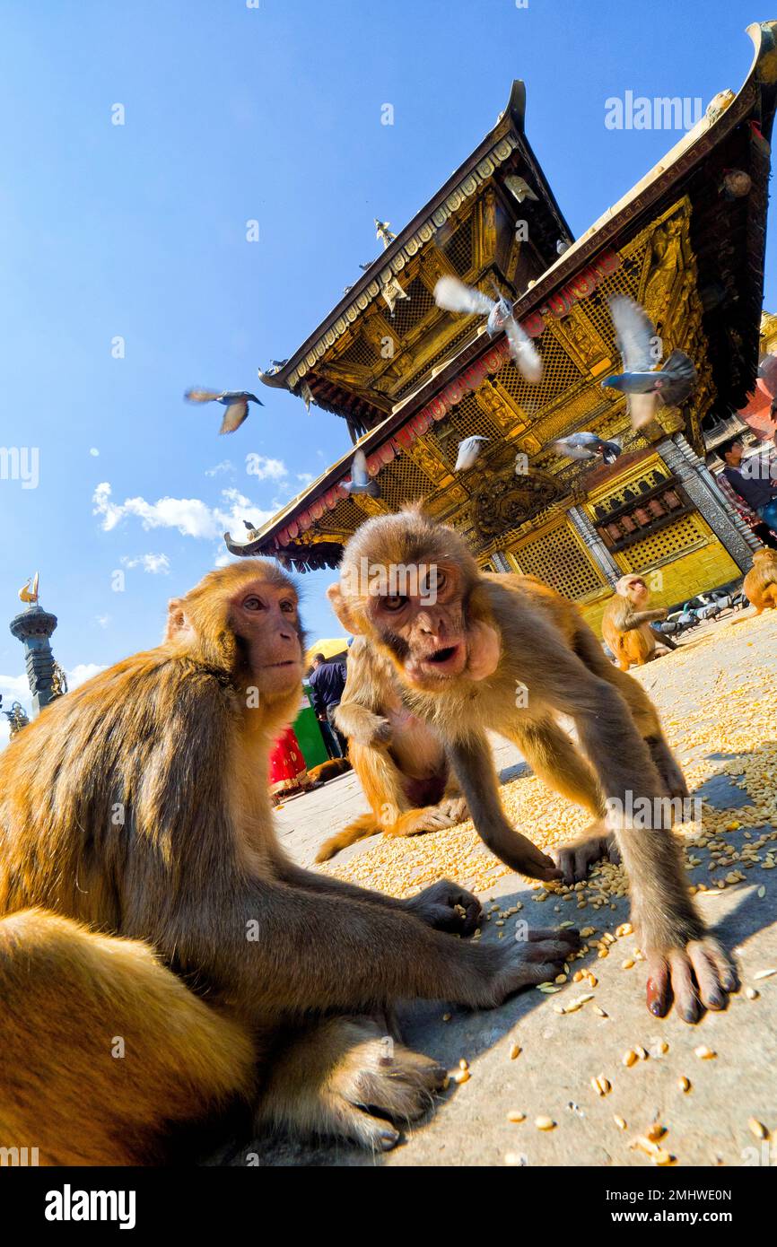 Swayambhunath Temple, Monkey Temple, UNESCO World Heritage Siite ...