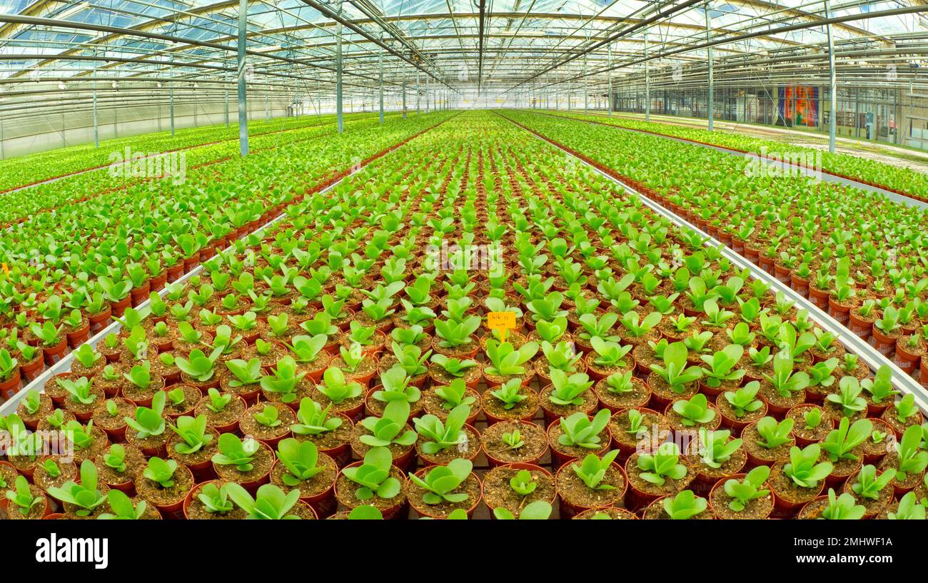 Growing Plants Cultivation, Dutch Greenhose, Holland, Netherlands ...