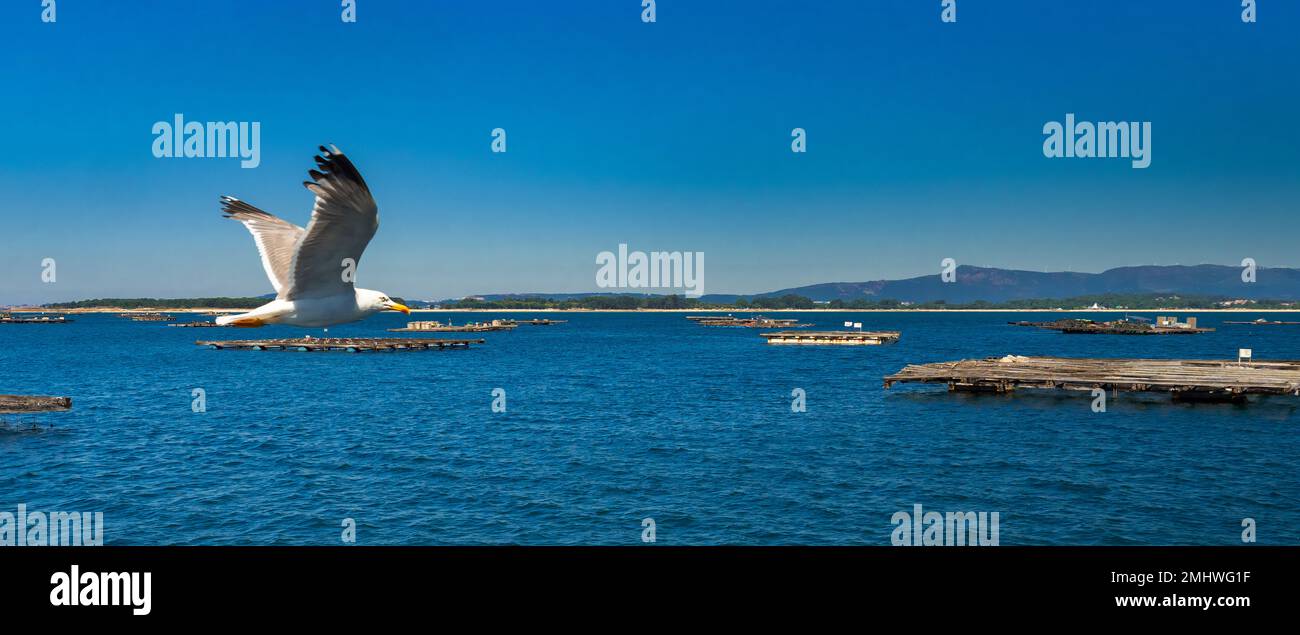 Mussel Aquaculture Rafts Batea, Mussel Growing Sea Platform, Batea ...