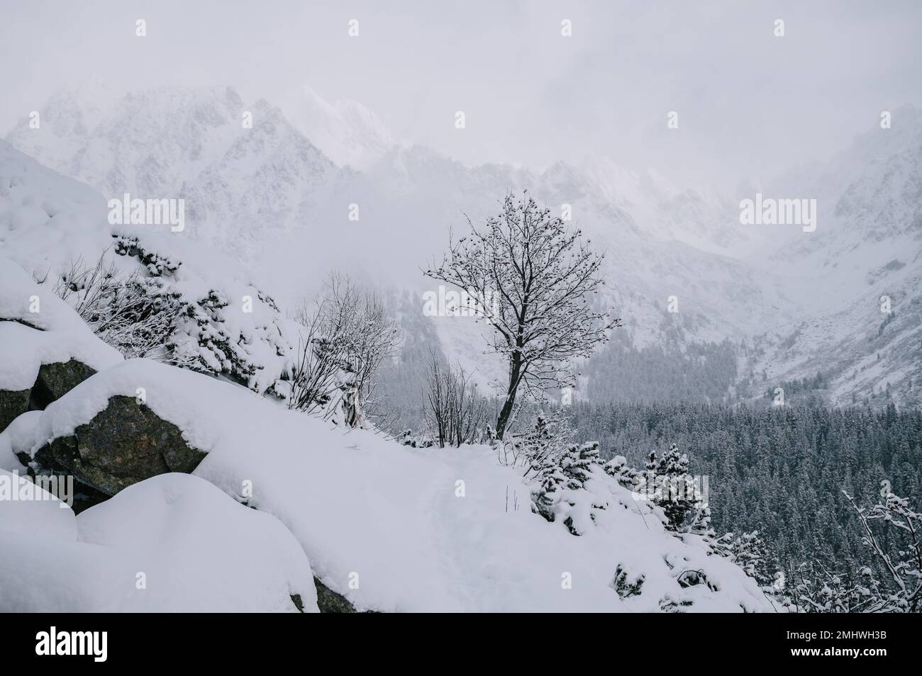 Cartoon bluebird hi-res stock photography and images - Alamy