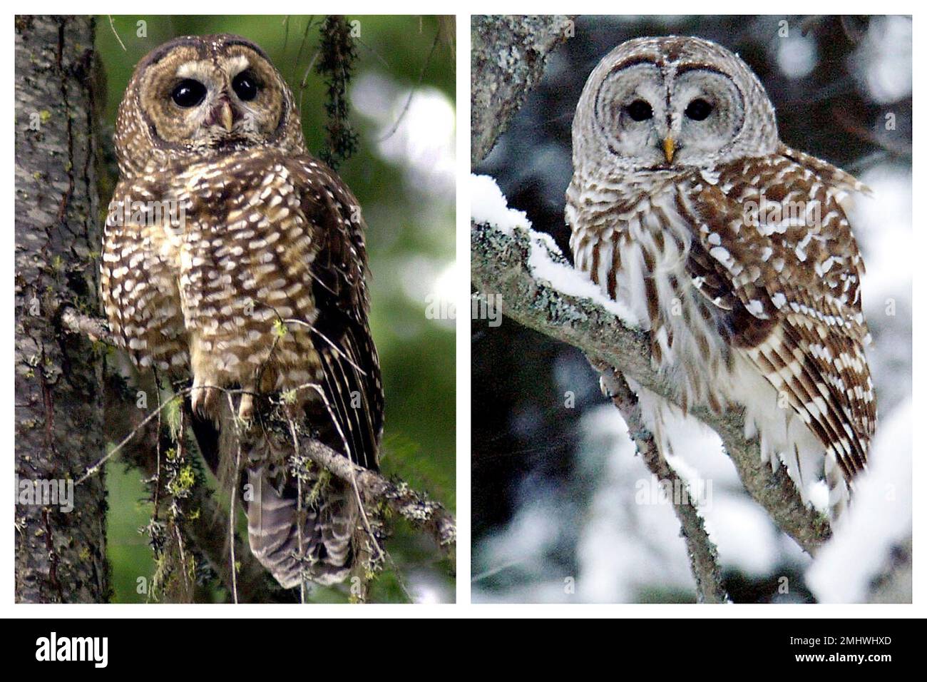 This combination of 2003 and 2006 photos shows a northern spotted owl ...