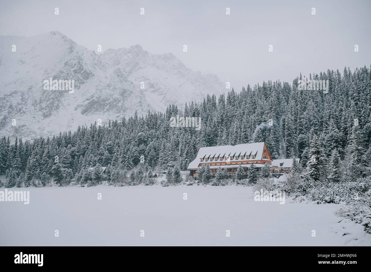 A picturesque scene of a pine tree blanketed in snow, rising above the ...