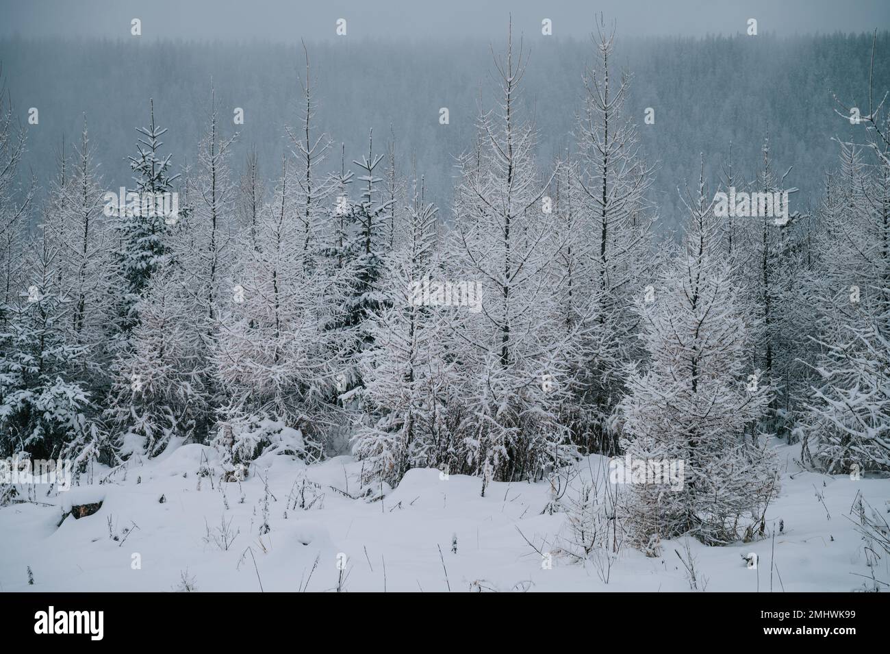Nature's masterpiece - a snowy spruce tree in the mist, resembling a ...