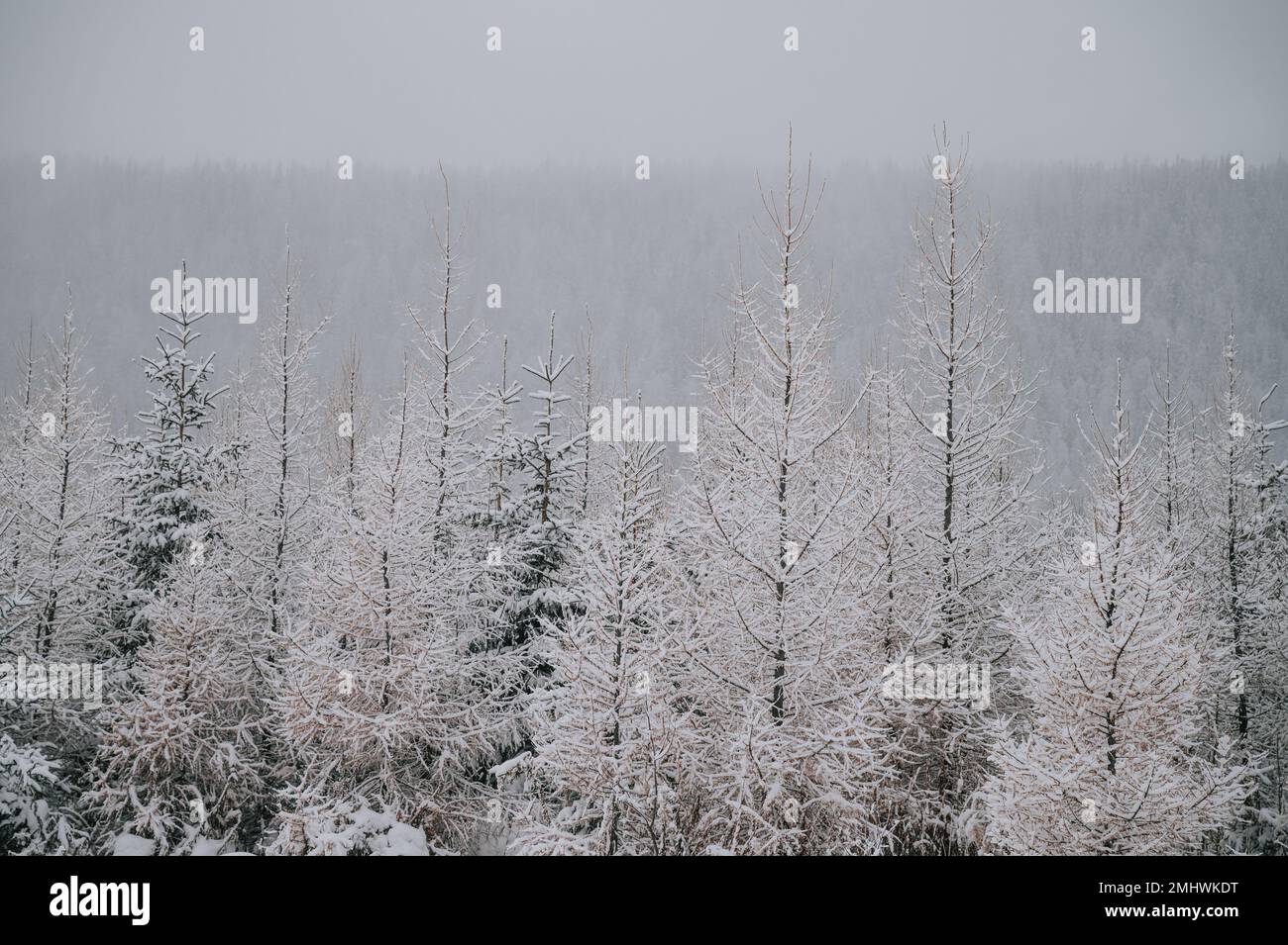 A serene winter landscape, tall trees blanketed in snow Stock Photo - Alamy