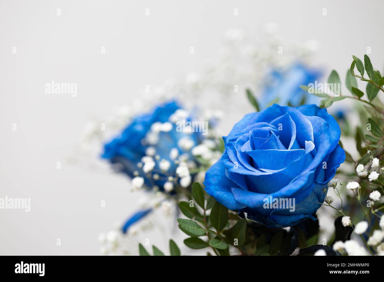 Blue Rose Background Hd