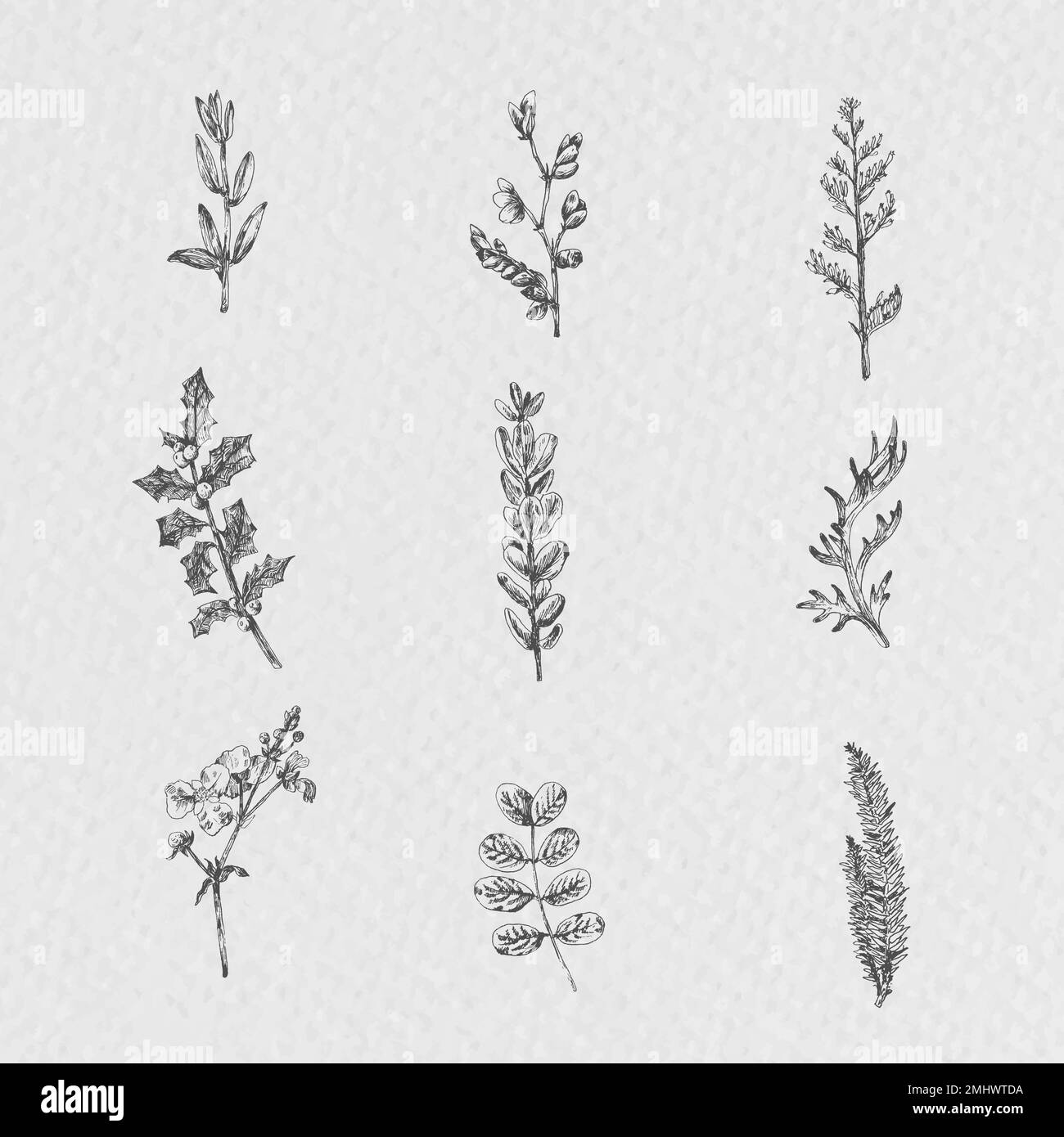 Hand drawn plants collection vector Stock Vector Image & Art - Alamy