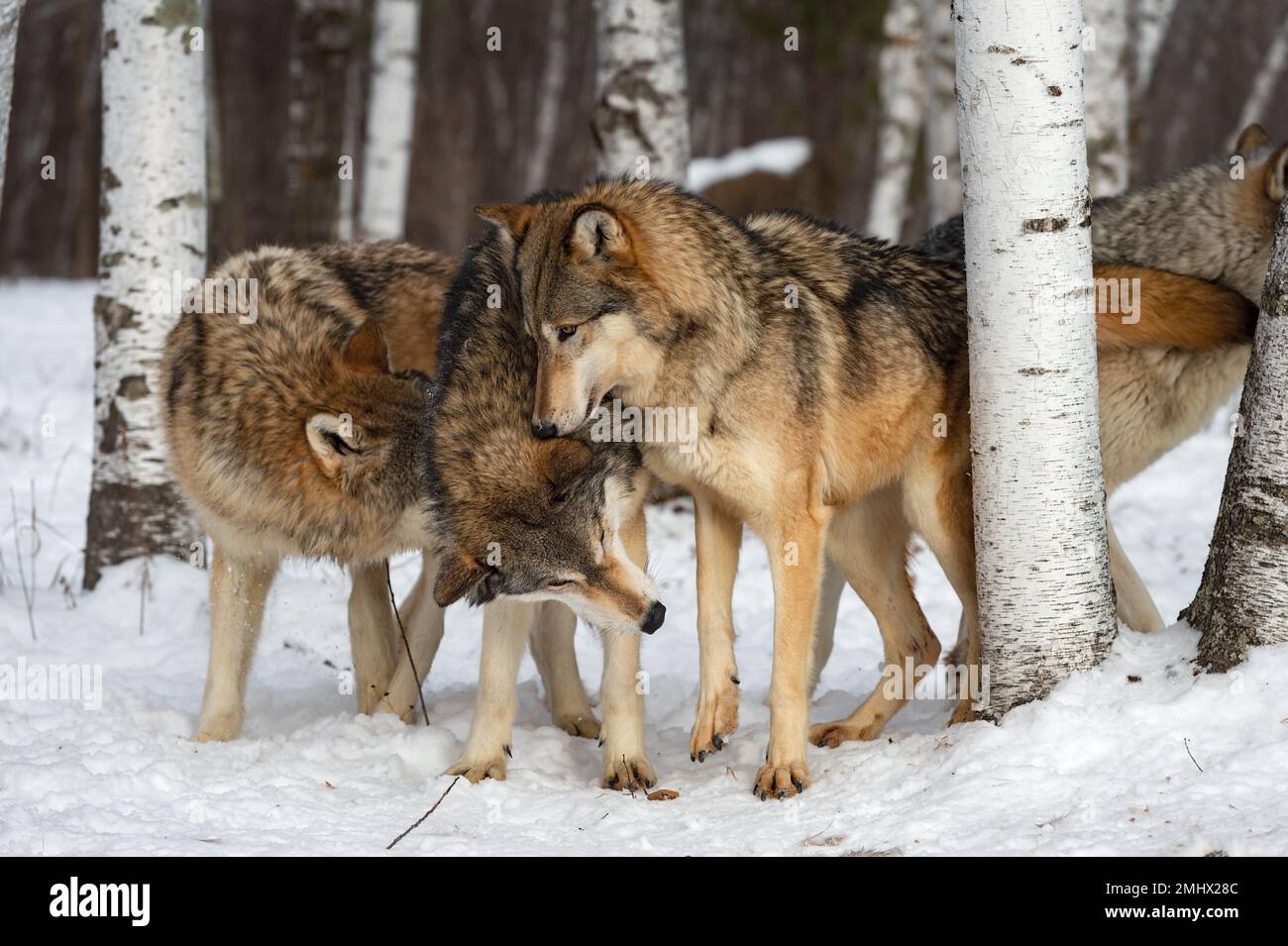 Wolf (Canis lupus) Pack Together Sniffing Winter - captive animals ...