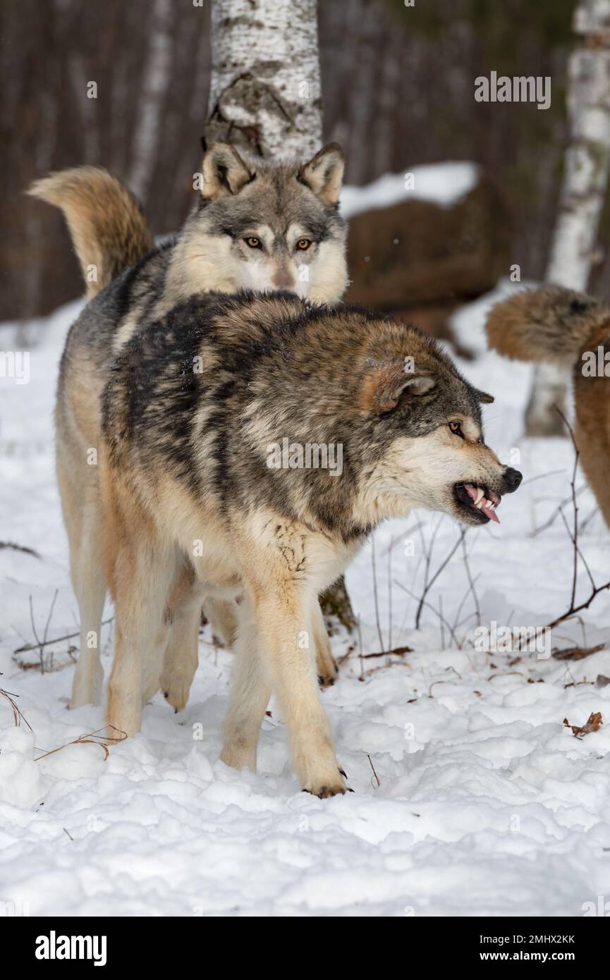 Wolf (Canis lupus) Bares Teeth at Chasing Packmates Winter - captive ...