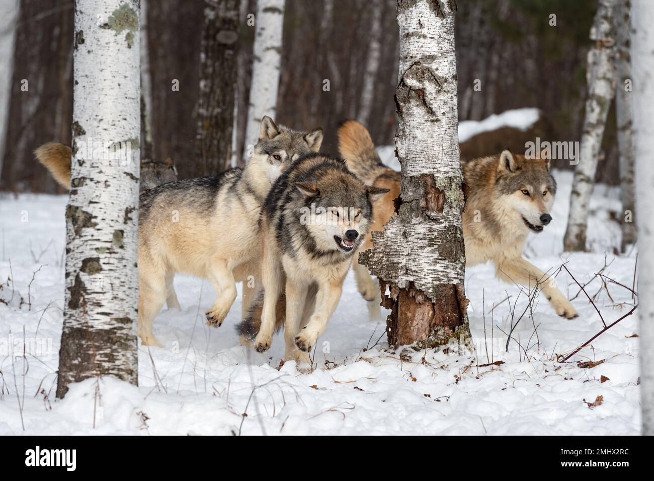 Wolves (Canis lupus) Chase Through Woods Winter - captive animals Stock ...