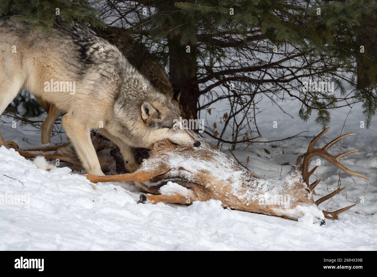 Wolf (Canis lupus) Grabs Body of White-Tail Deer To Drag it Away Winter ...