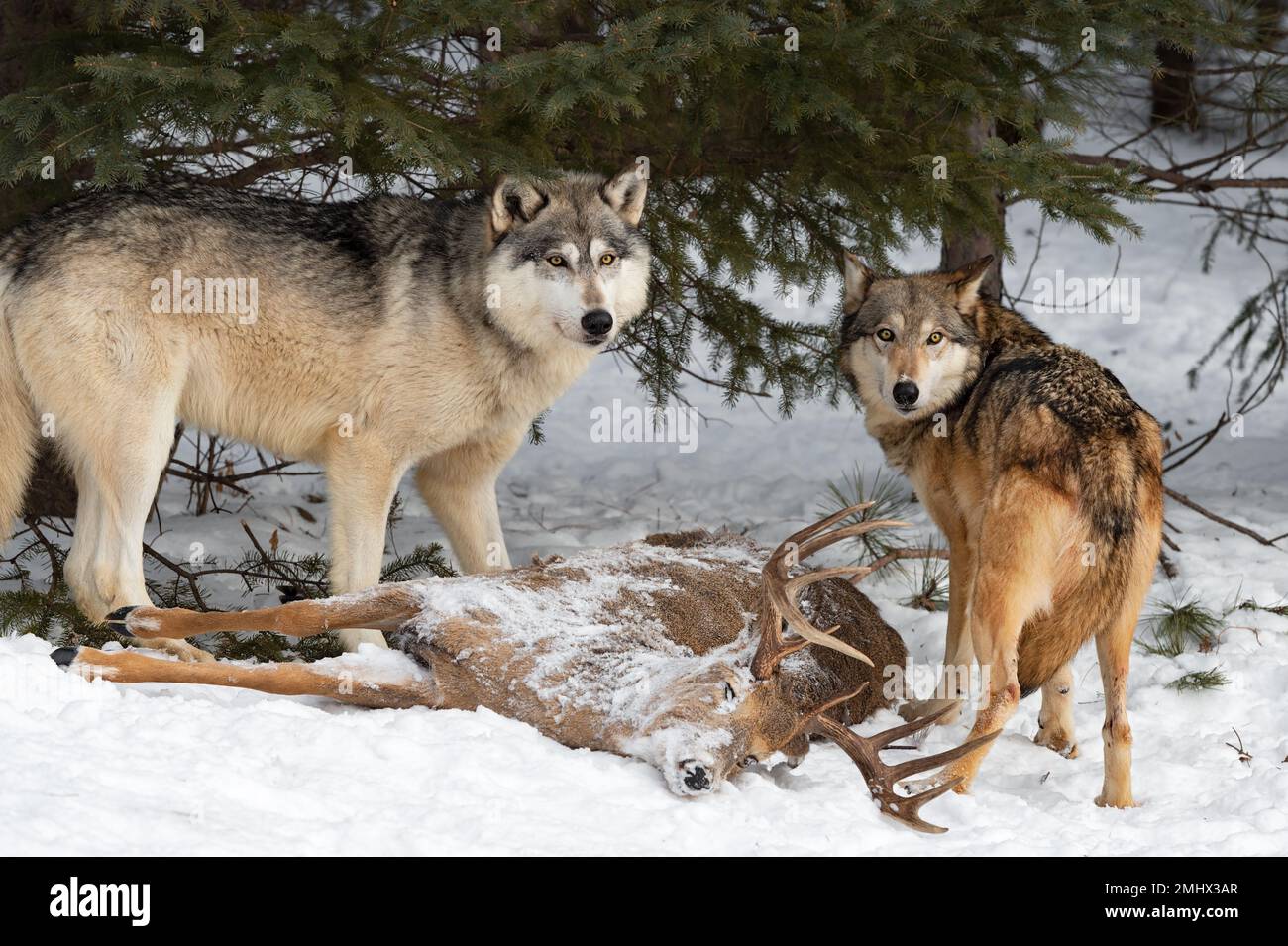 Grey wolf tail up hi-res stock photography and images - Alamy