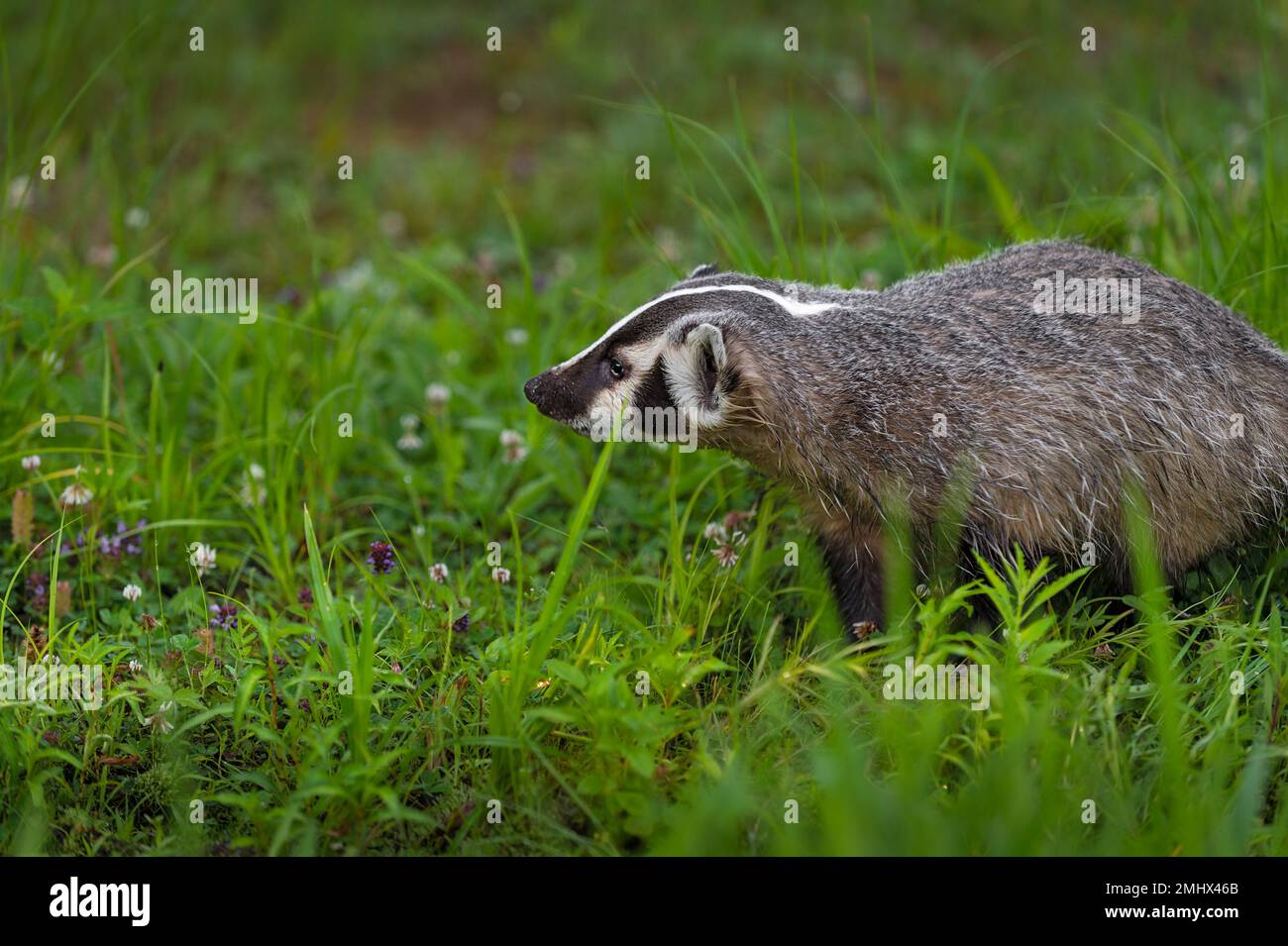 North American Badger (Taxidea taxus) Profile Left Summer - captive ...