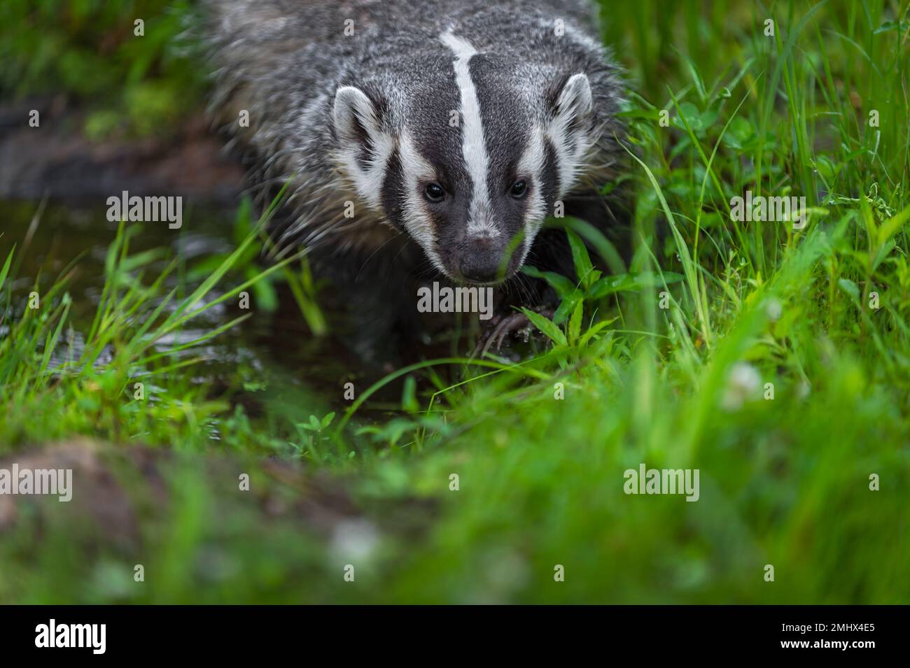 North American Badger (Taxidea taxus) Steps Through Water Summer ...