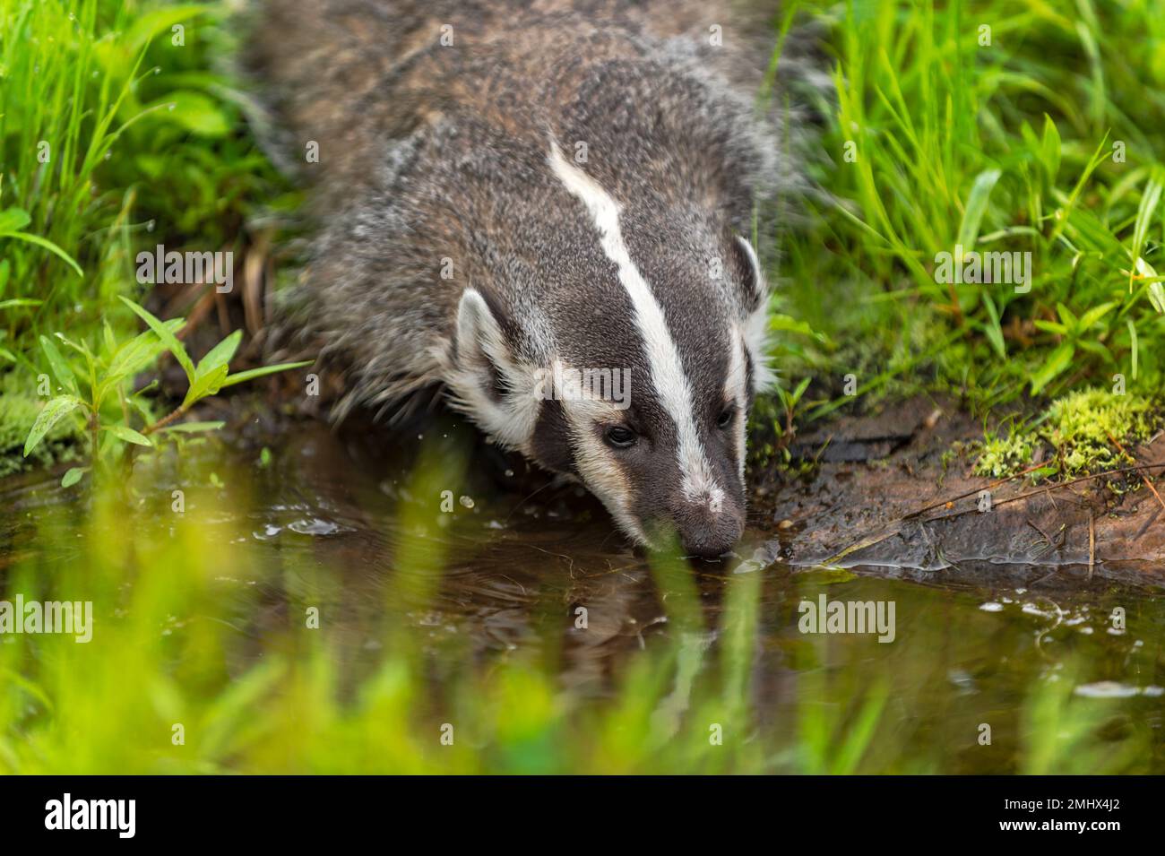North American Badger (Taxidea taxus) Nose to Water of Small Pond ...