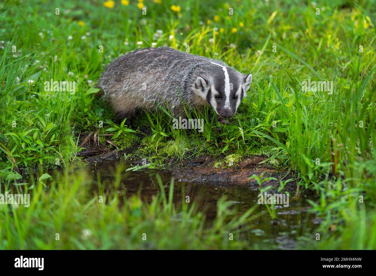 North American Badger (Taxidea taxus) Stands Next to Small Pond Summer ...