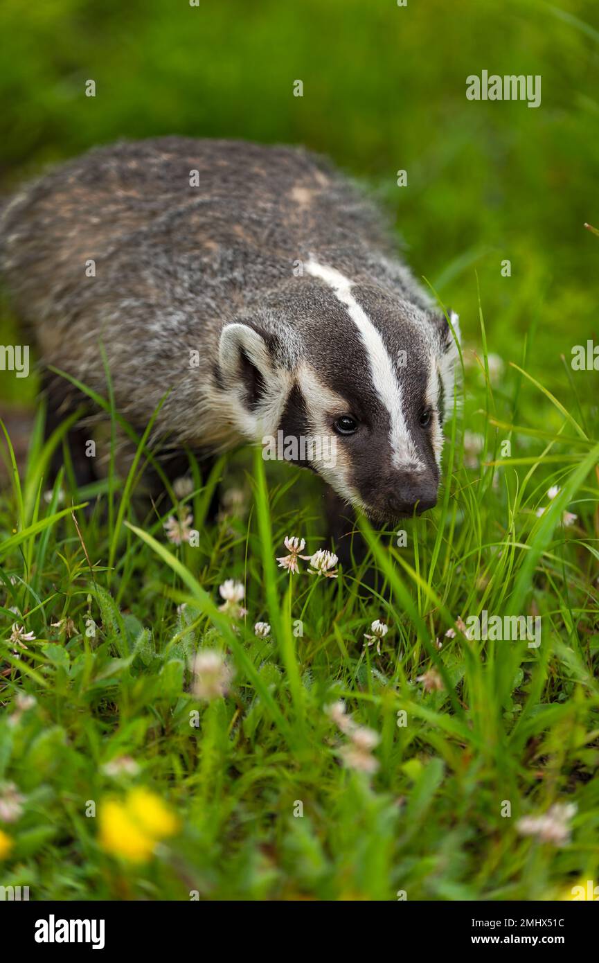 North American Badger (Taxidea taxus) Walks Through Grass and Flowers ...