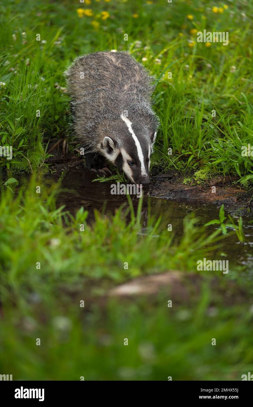 North American Badger (Taxidea taxus) Leans Down to Drink Water Tongue ...