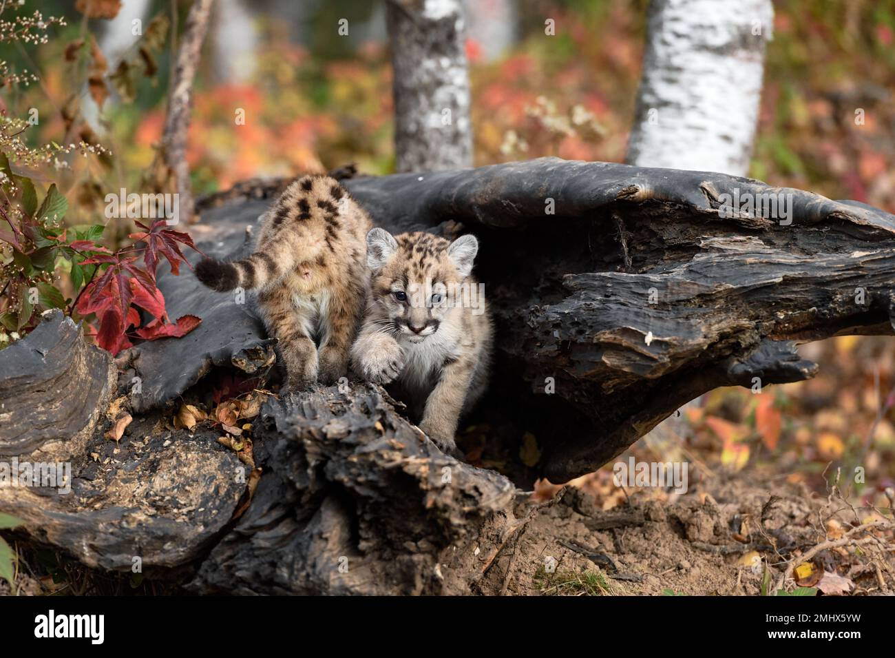 Cougar Kittens (Puma concolor) In Log One Stepping Out One Stepping In ...