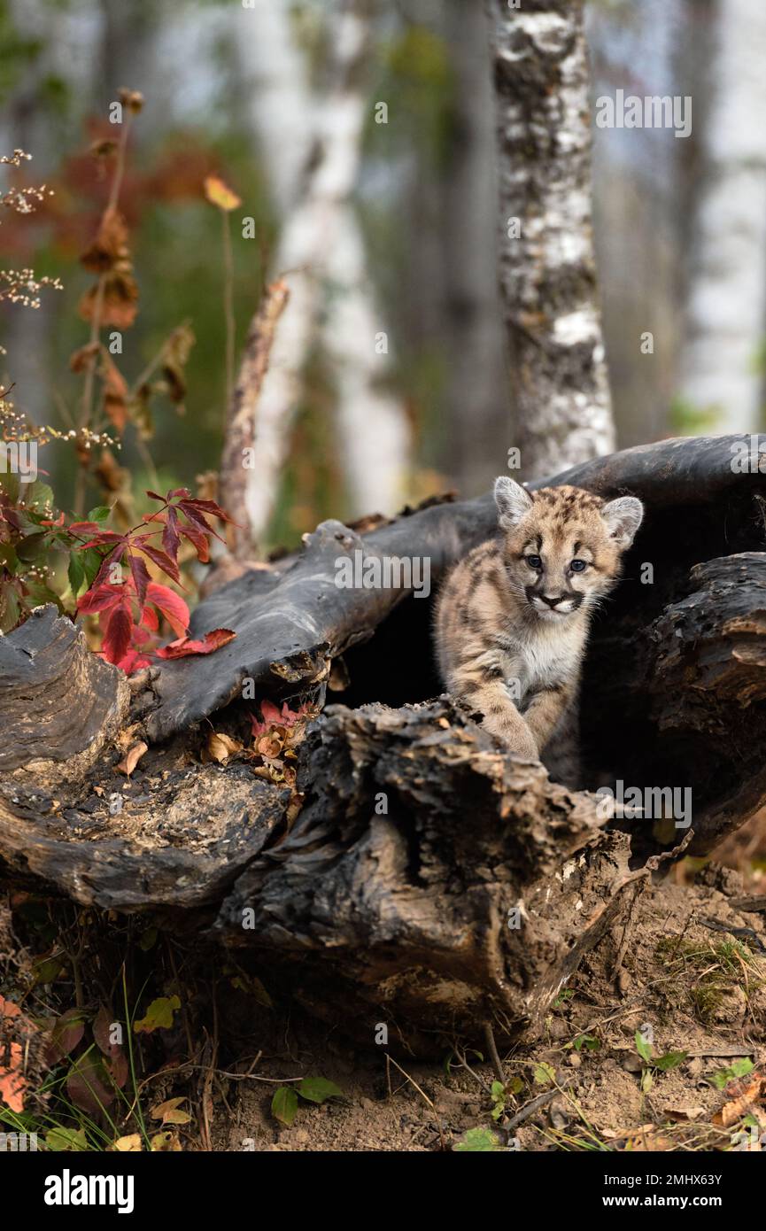 Cougar Kitten (Puma concolor) Stands In Log Crossed Paws Autumn ...