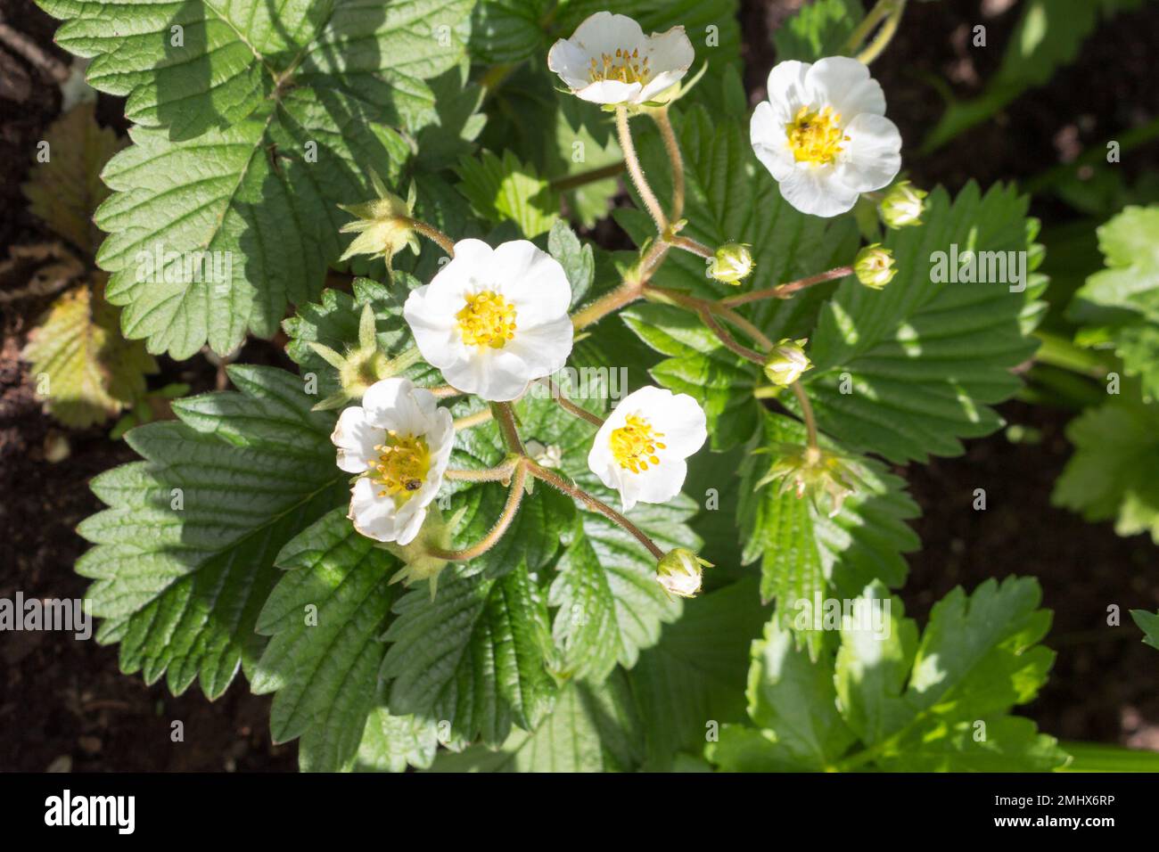 Strawberry bush with white flowers blooms magnificently in the garden ...