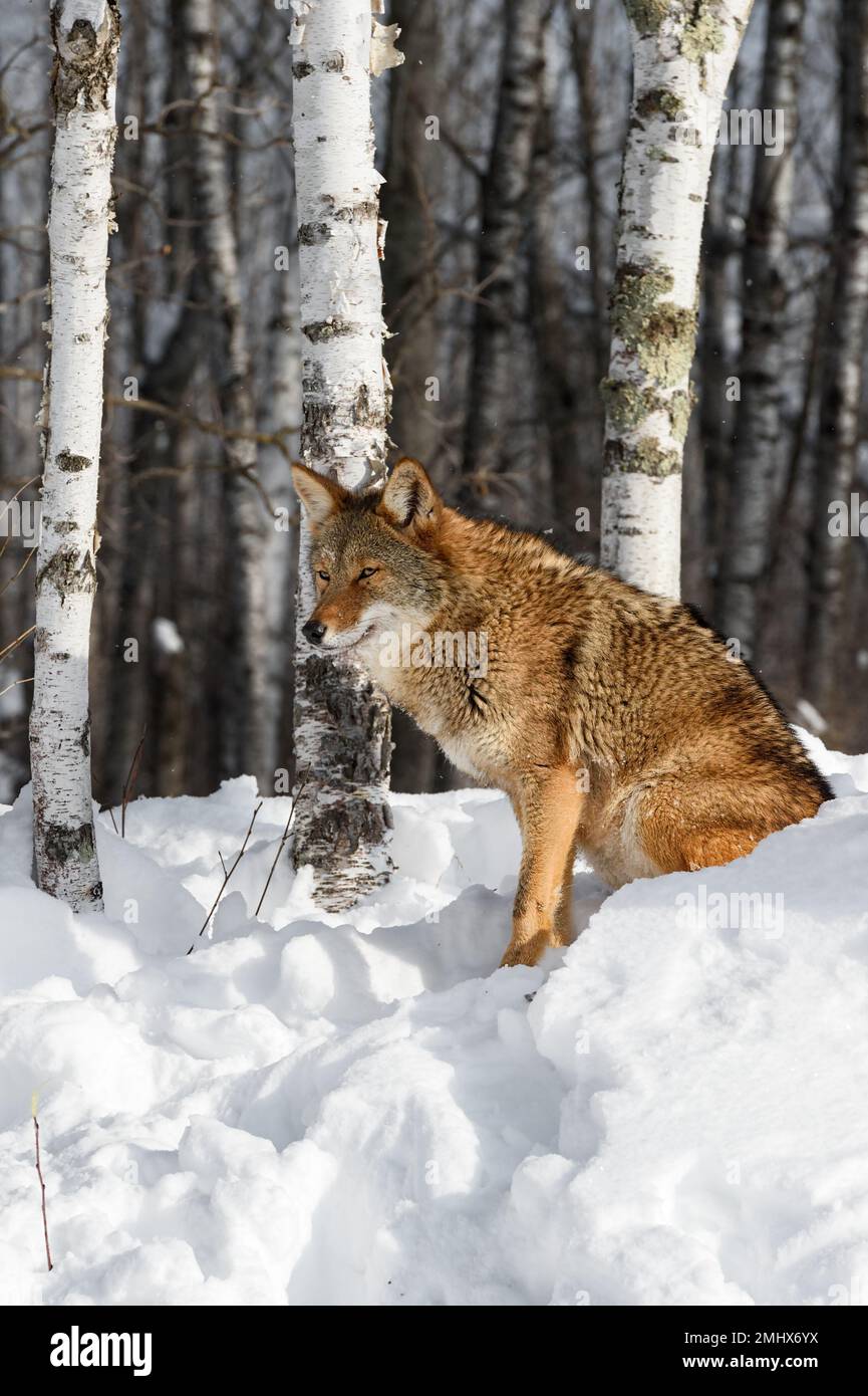 Coyote (Canis latrans) Sits Amongst Birch Trees in Woods Winter ...