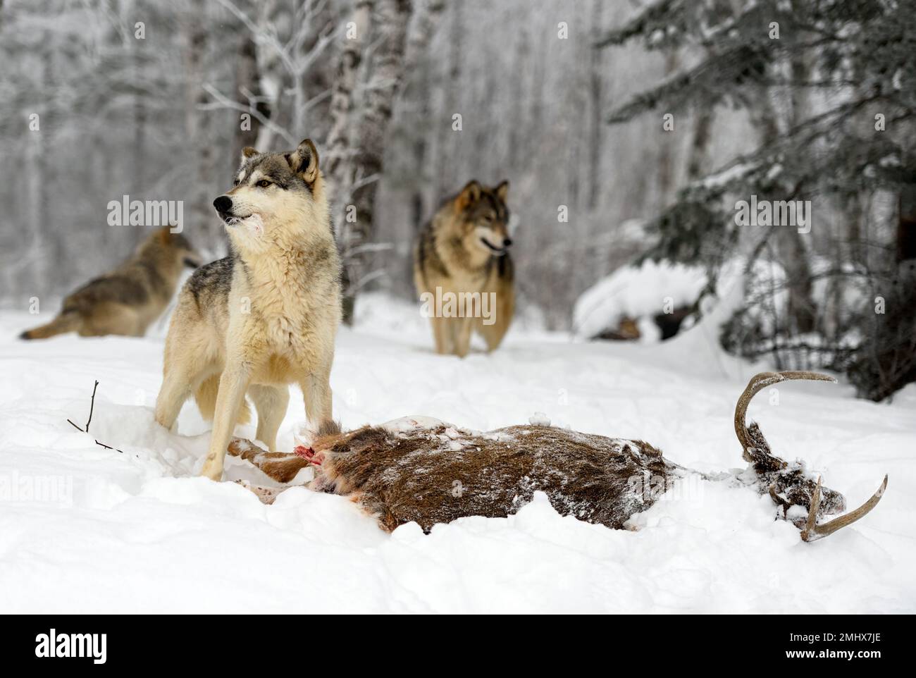 Wolf (Canis lupus) With Tuft of Fur in Mouth Next to Deer Pack in ...