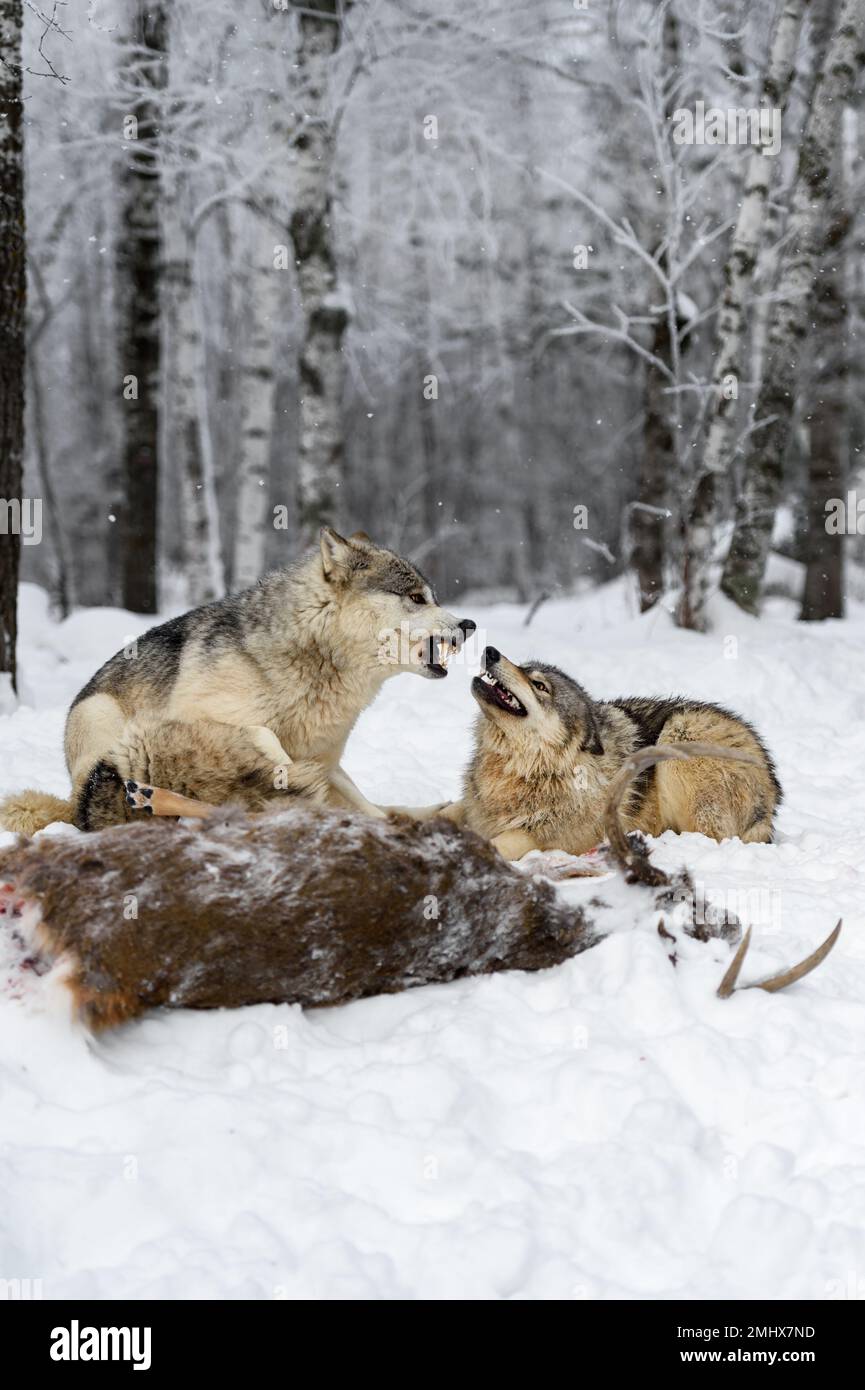 Gray Wolf Pups In Snow