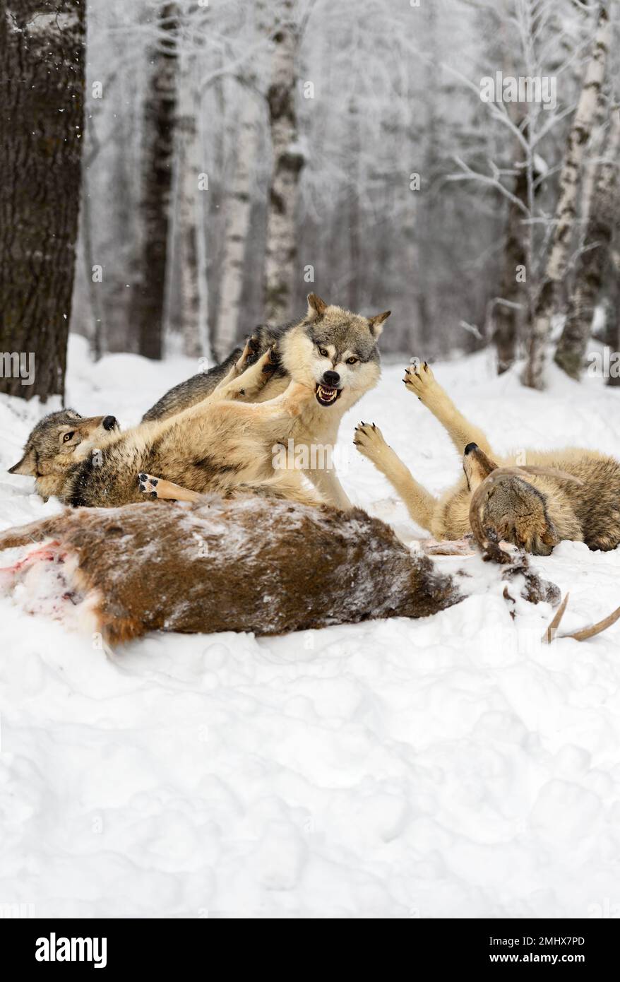 Wolf (Canis lupus) Snarls at Two Pups Pushing With Feet at White-Tail ...