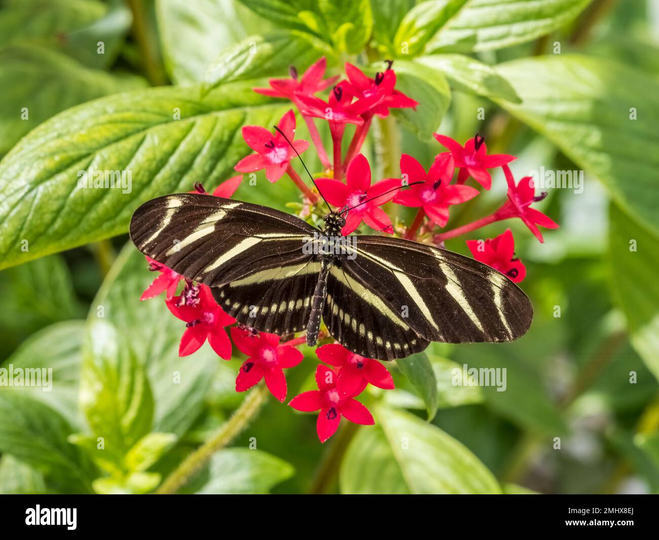 Zebra Longwinger butterfly,, Heliconius charithonia, on a red ...