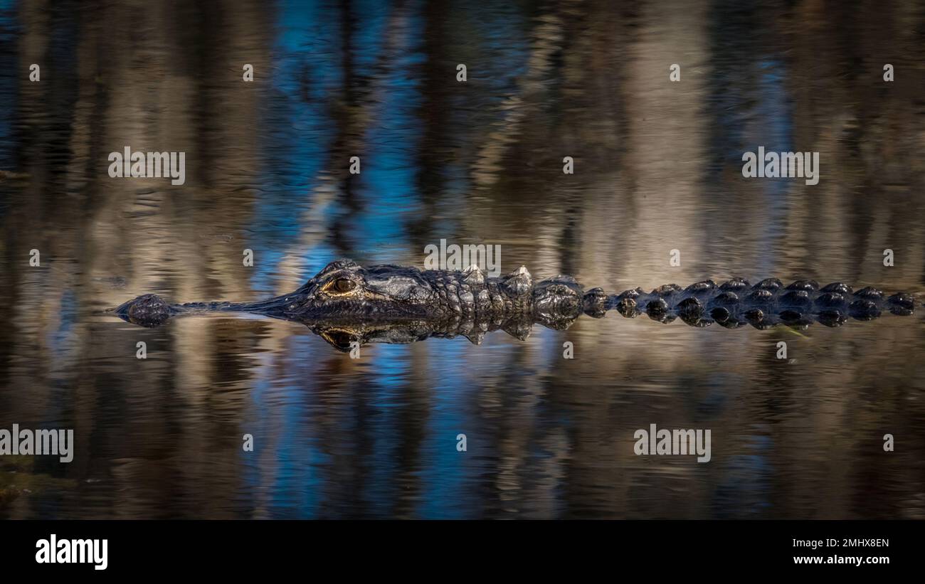 Scary alligator hi-res stock photography and images - Alamy