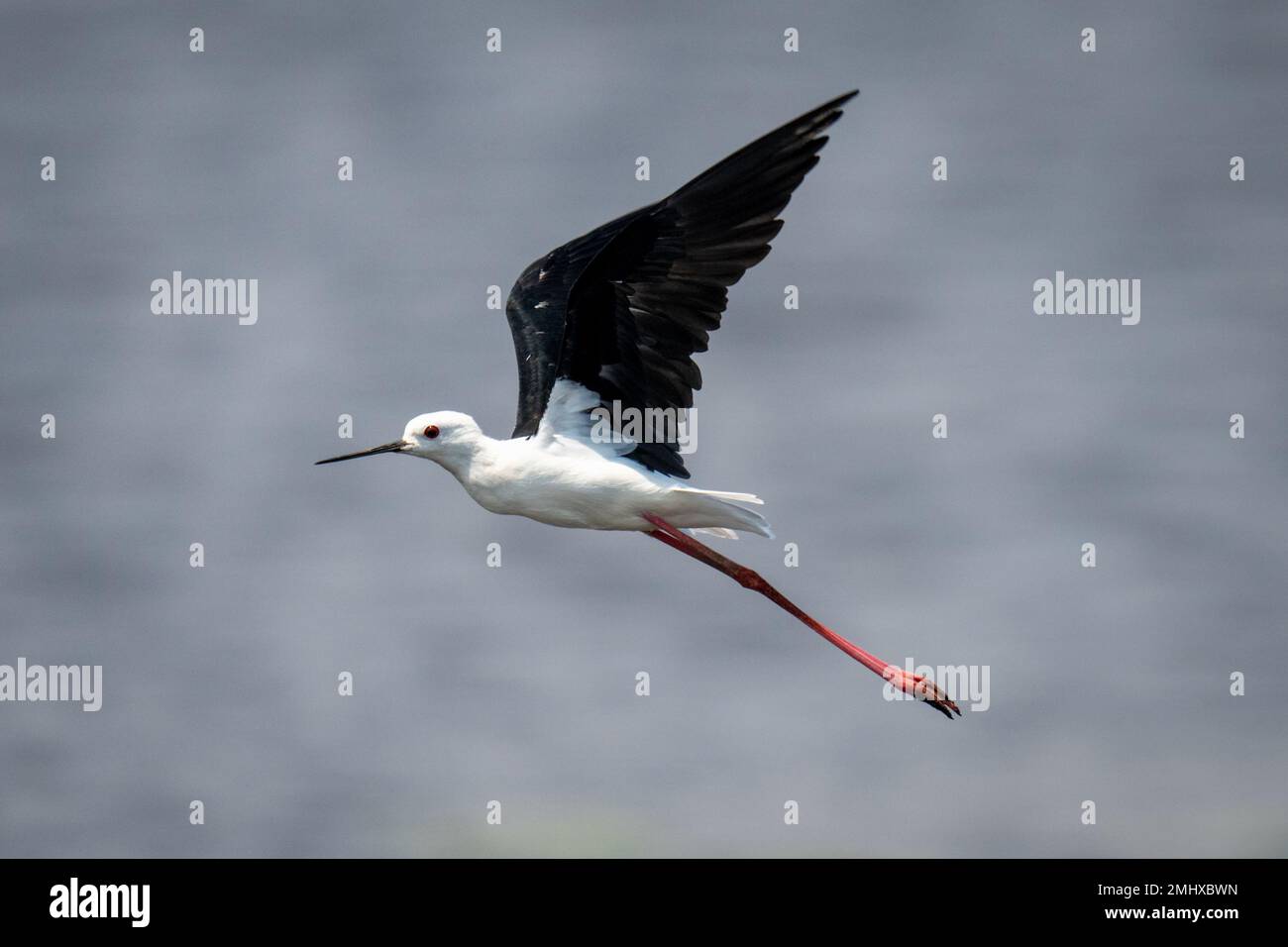 Black-winged stilt flies in sunshine raising wings Stock Photo - Alamy