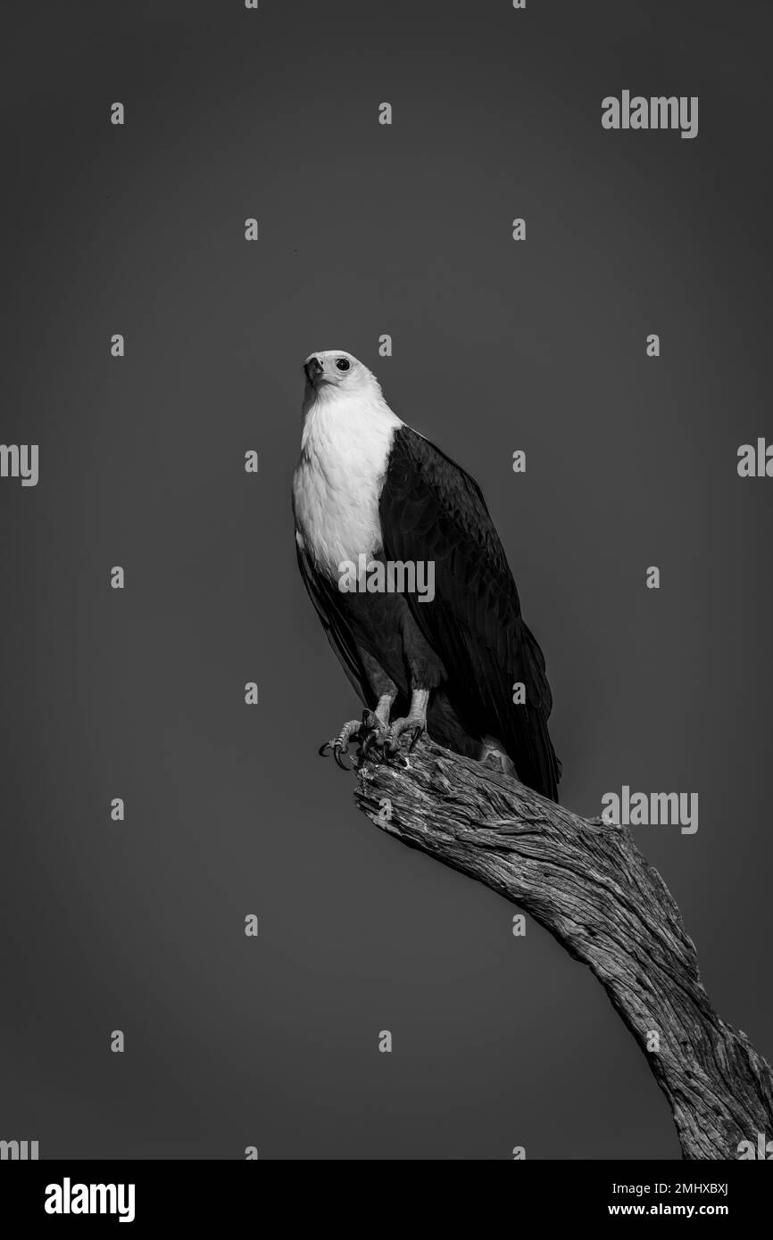Fish eagle lodge hi-res stock photography and images - Alamy