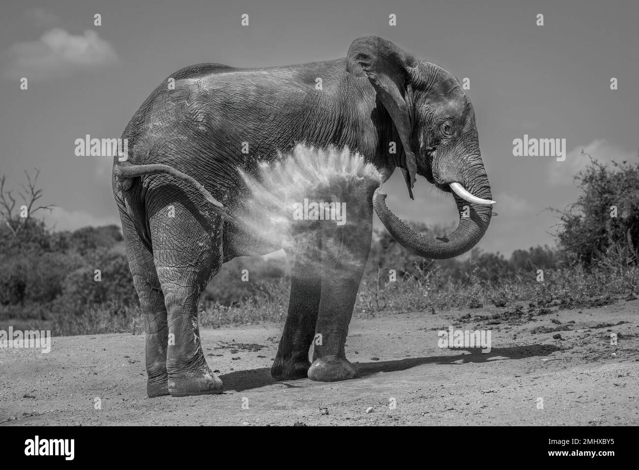 Mono African elephant squirts dust on flank Stock Photo - Alamy