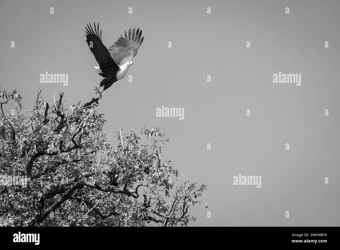 Mono African fish eagle flying from tree Stock Photo - Alamy
