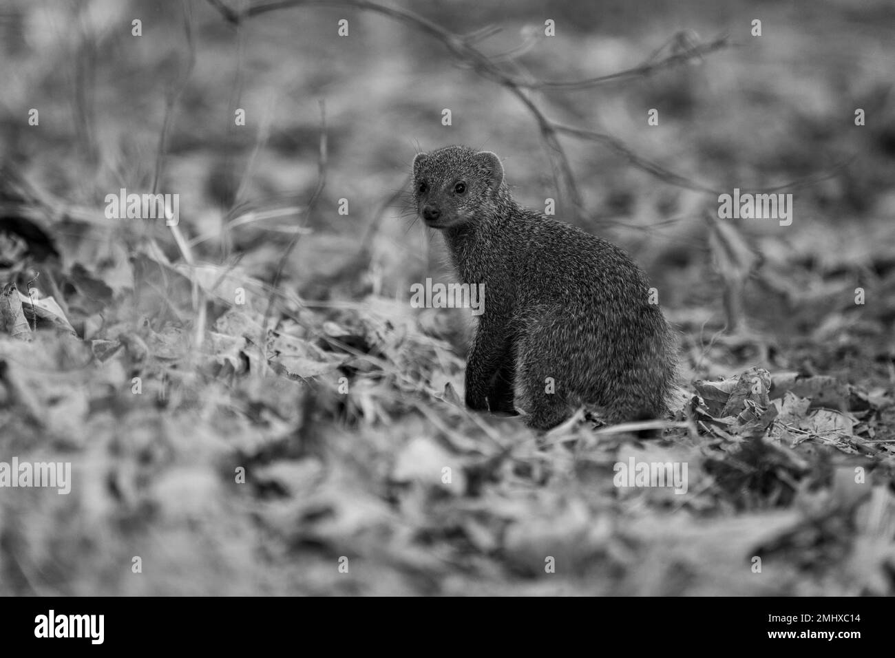 Mono banded mongoose stands turning towards camera Stock Photo - Alamy