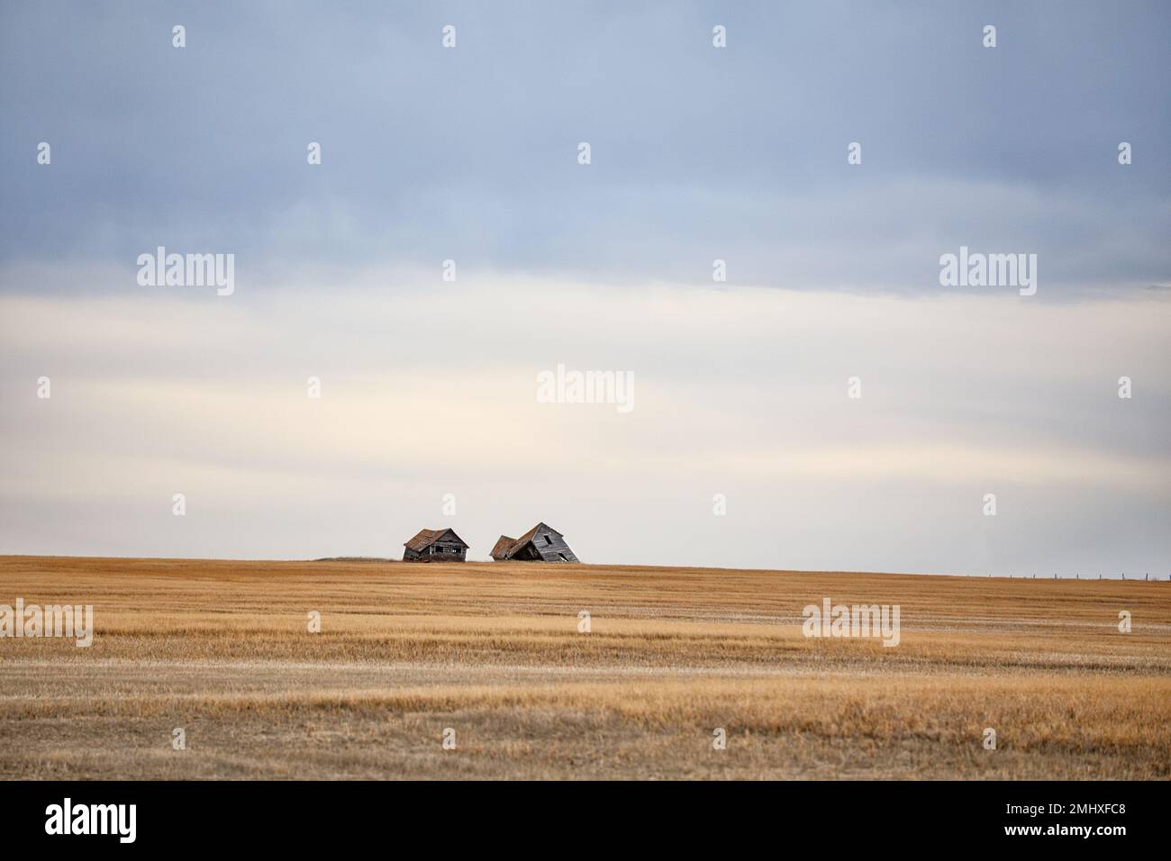 A crumbling wooden shed and farm house surrounded by a golden harvested ...