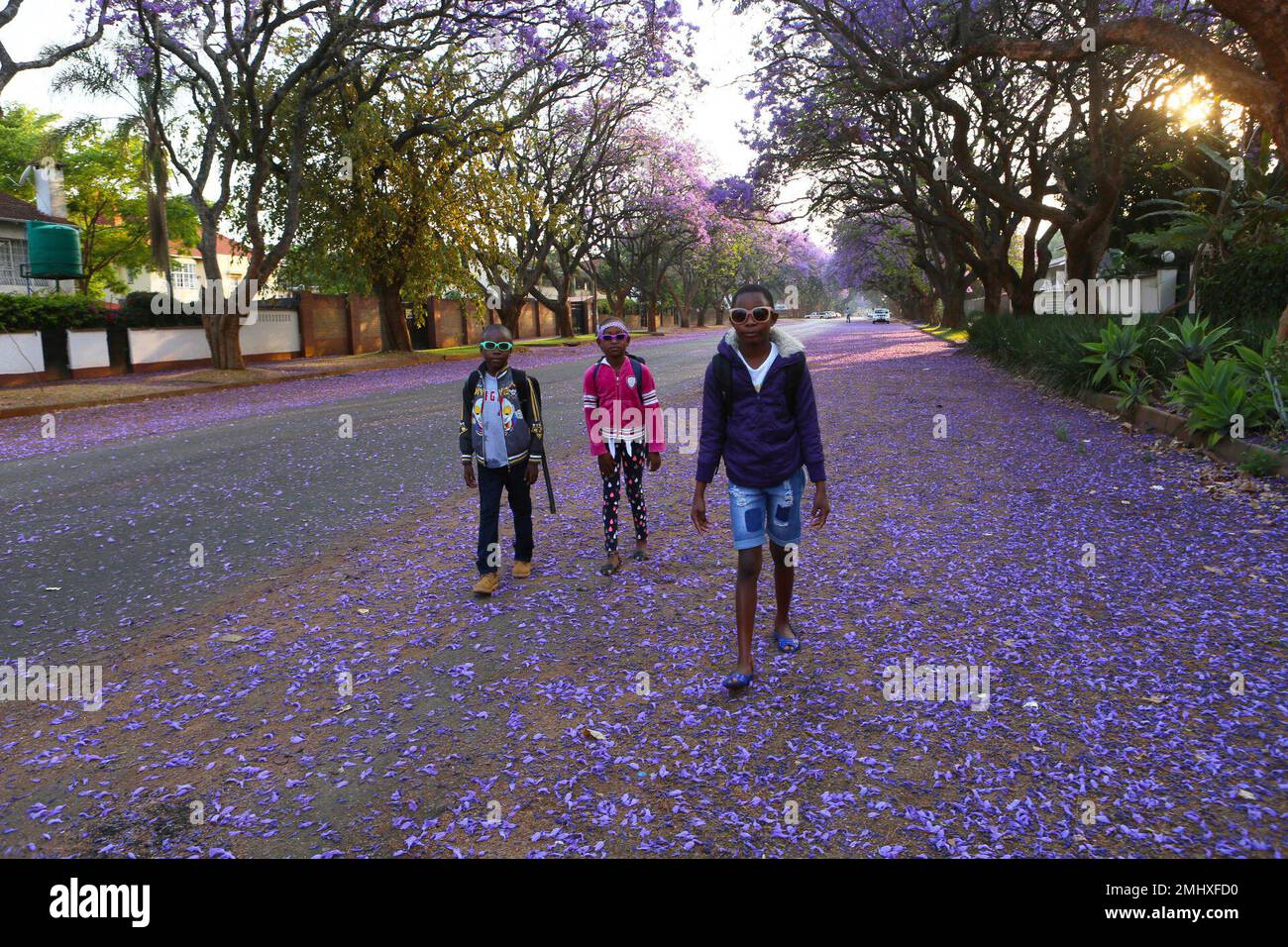 Children walk to school underneath jacaranda trees lining the streets ...